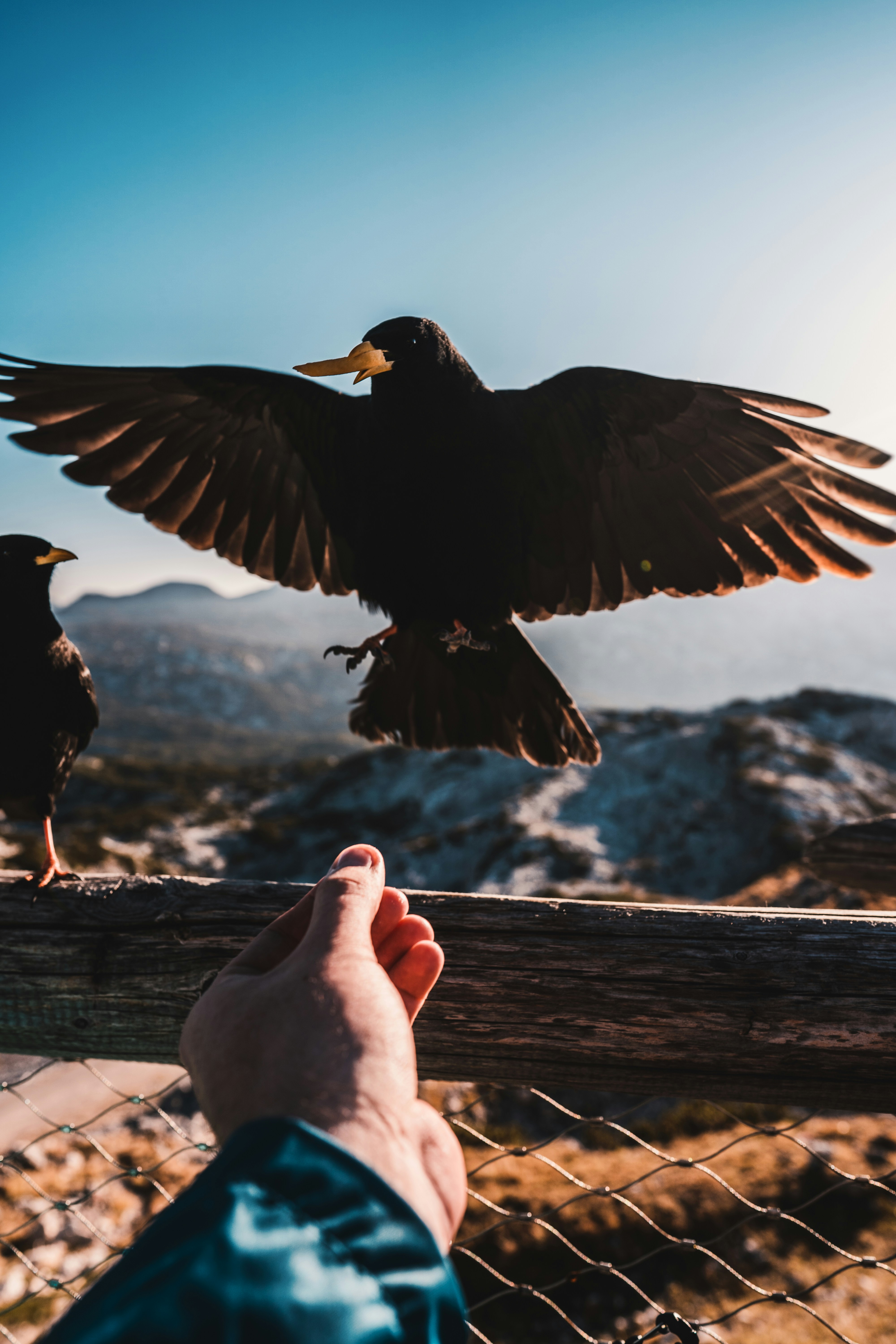 Wings Over the Fence: A Raven's Landing in Canyon Light