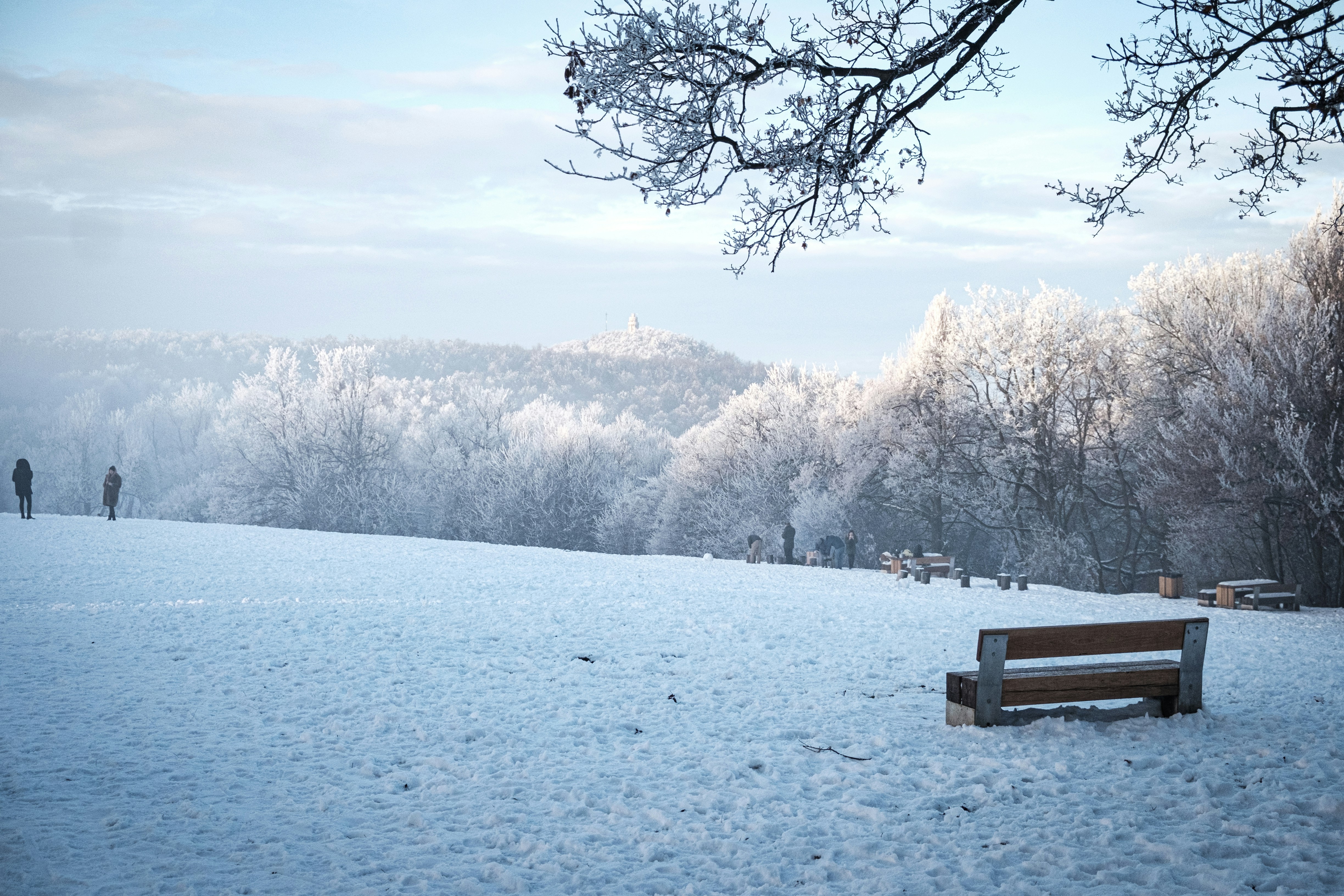 Snow covered field by treeline during daytime photo – Free Bench Image ...