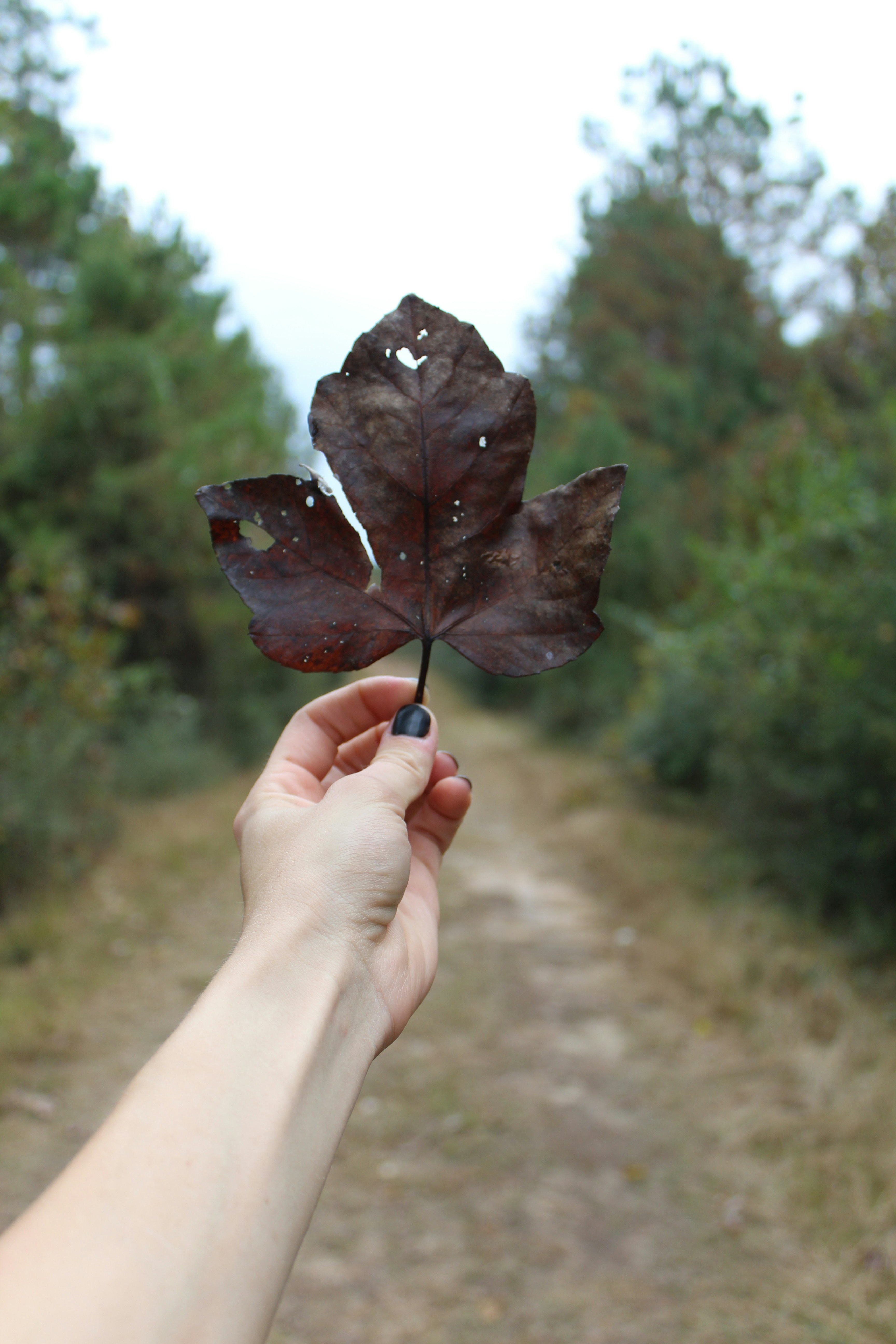 A hand holds a dark, textured leaf against a blurred forest path, highlighting the intricate details and imperfections of nature.