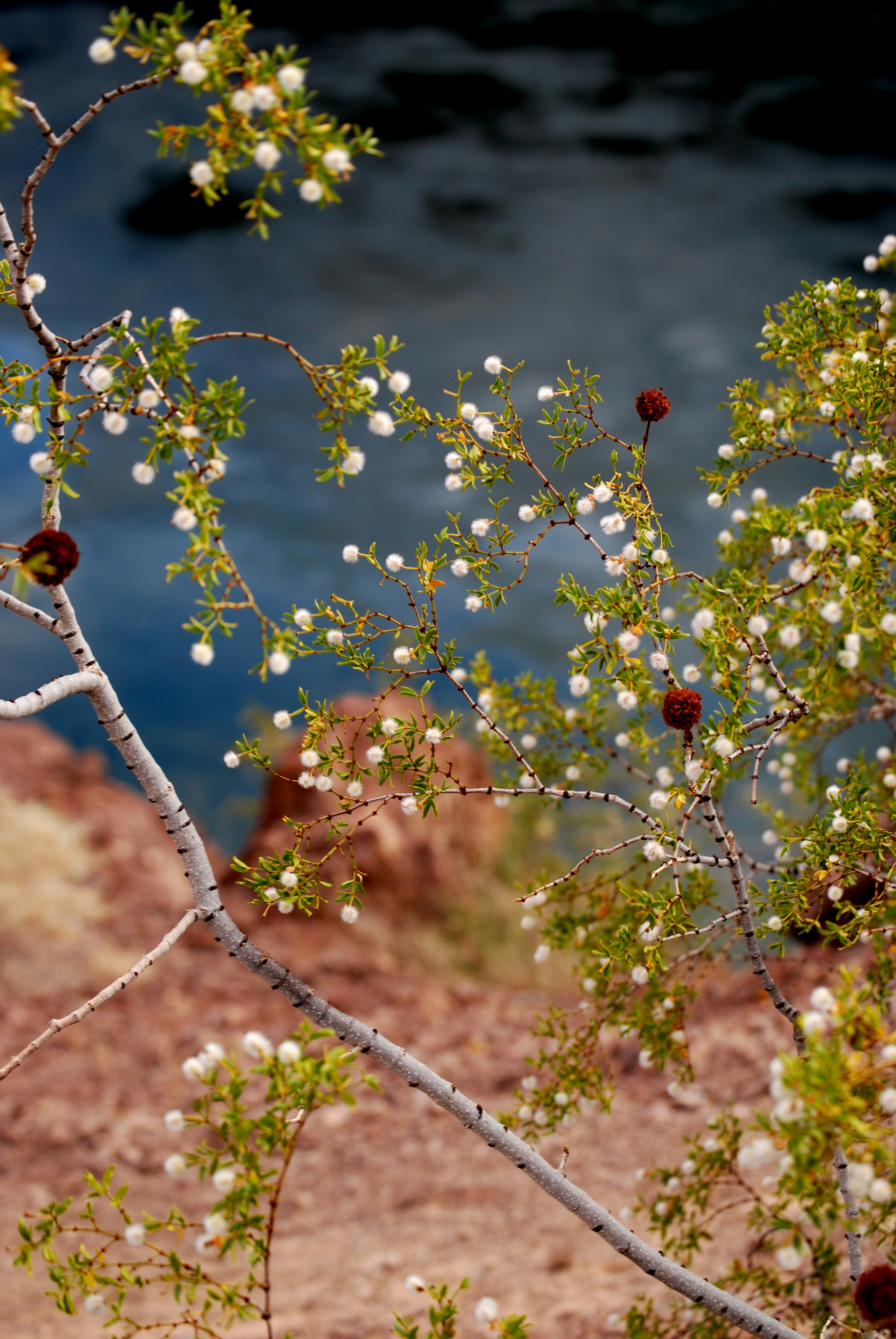 Close-up of a flowering shrub with small white blossoms and dark red buds, set against a blurred blue water backdrop.