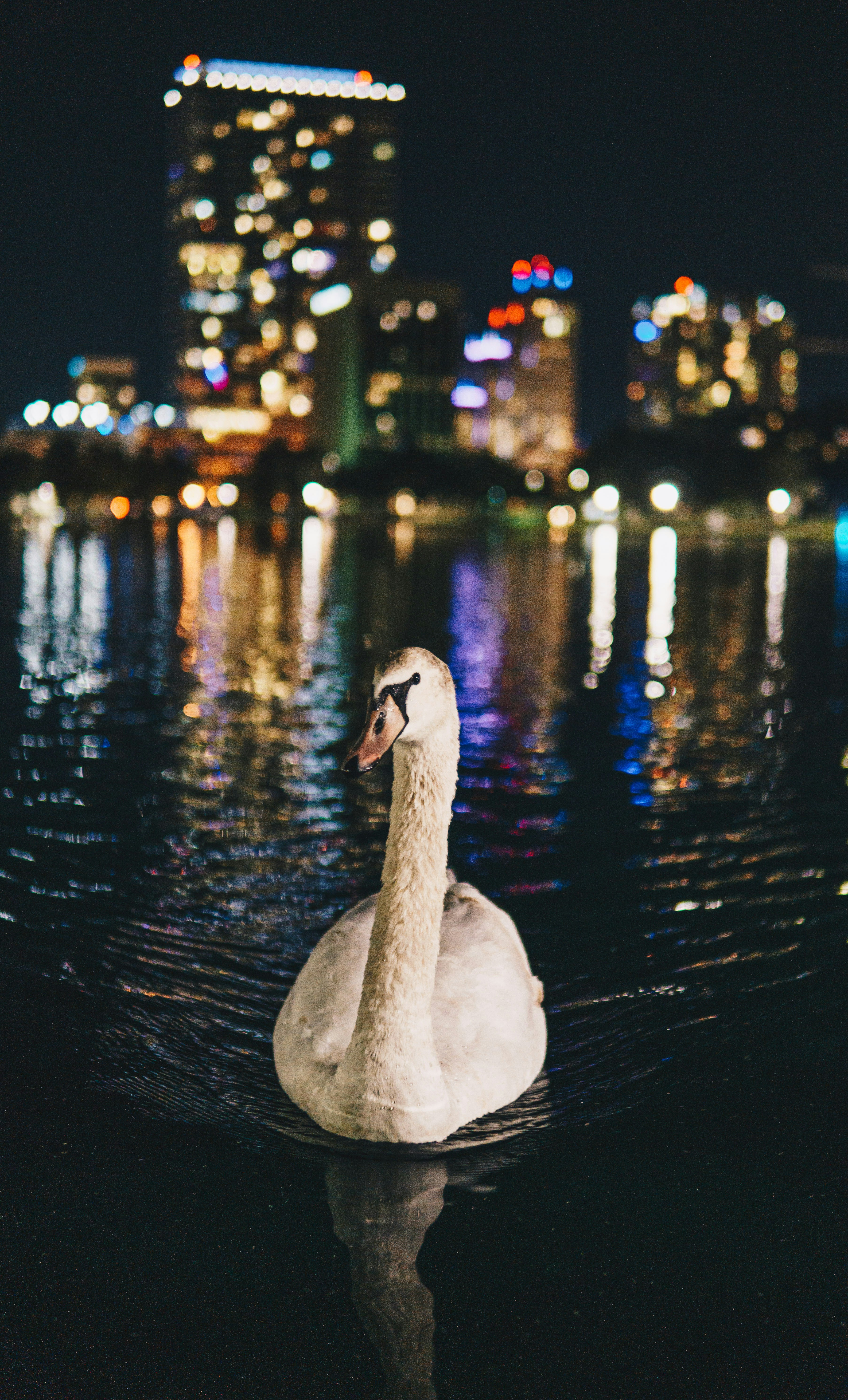 White duck floating on body of water near the city during night photo ...