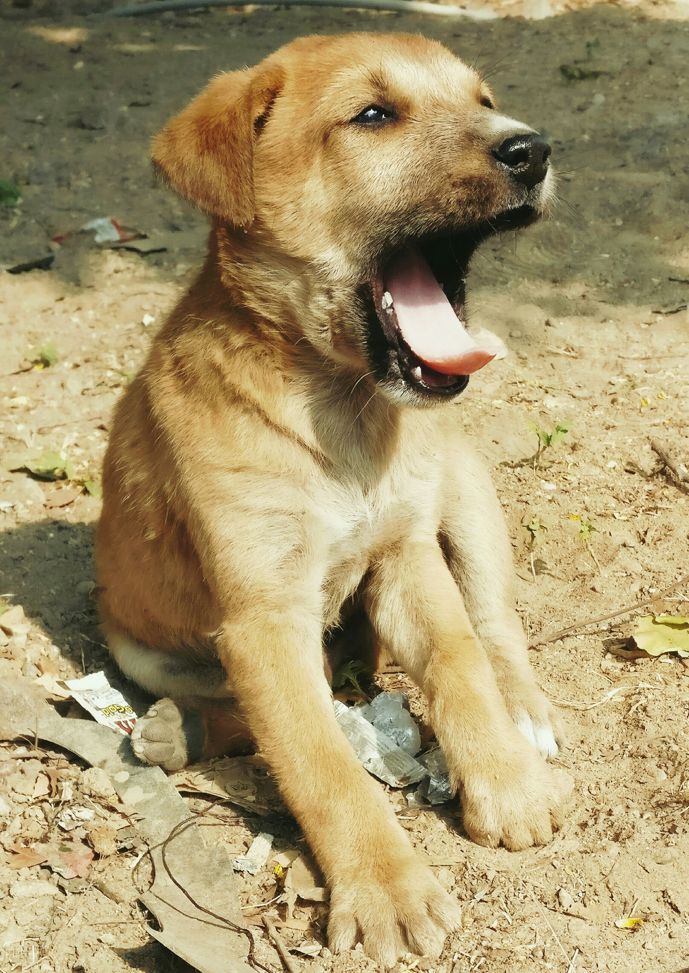 Sunlit Golden Pup on Dusty Ground with Open Mouth