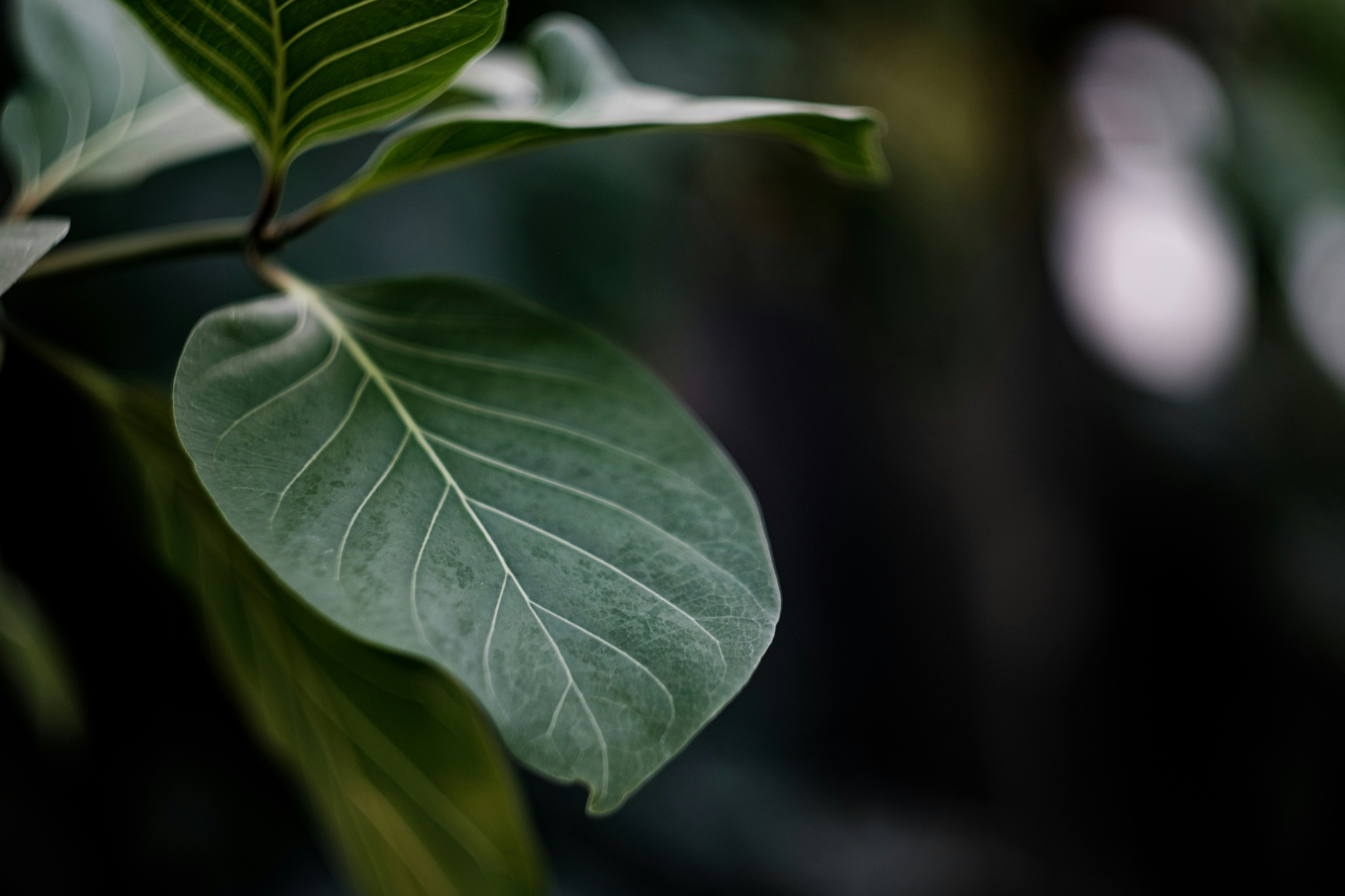 Rhythm In Nature Examples