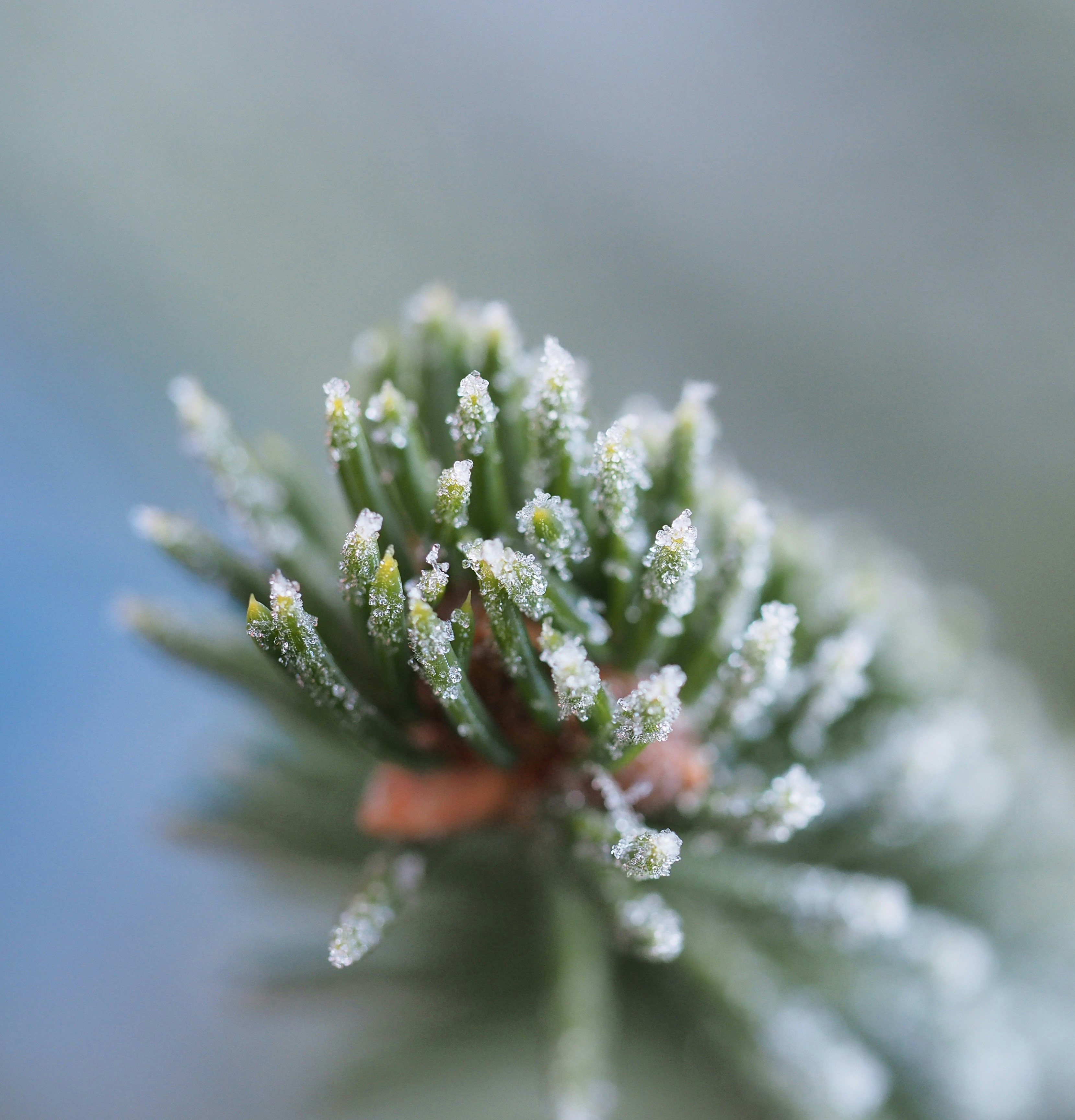 Winter is finally here :). I took this shot in my garden, it’s from our little Christmas tree! 