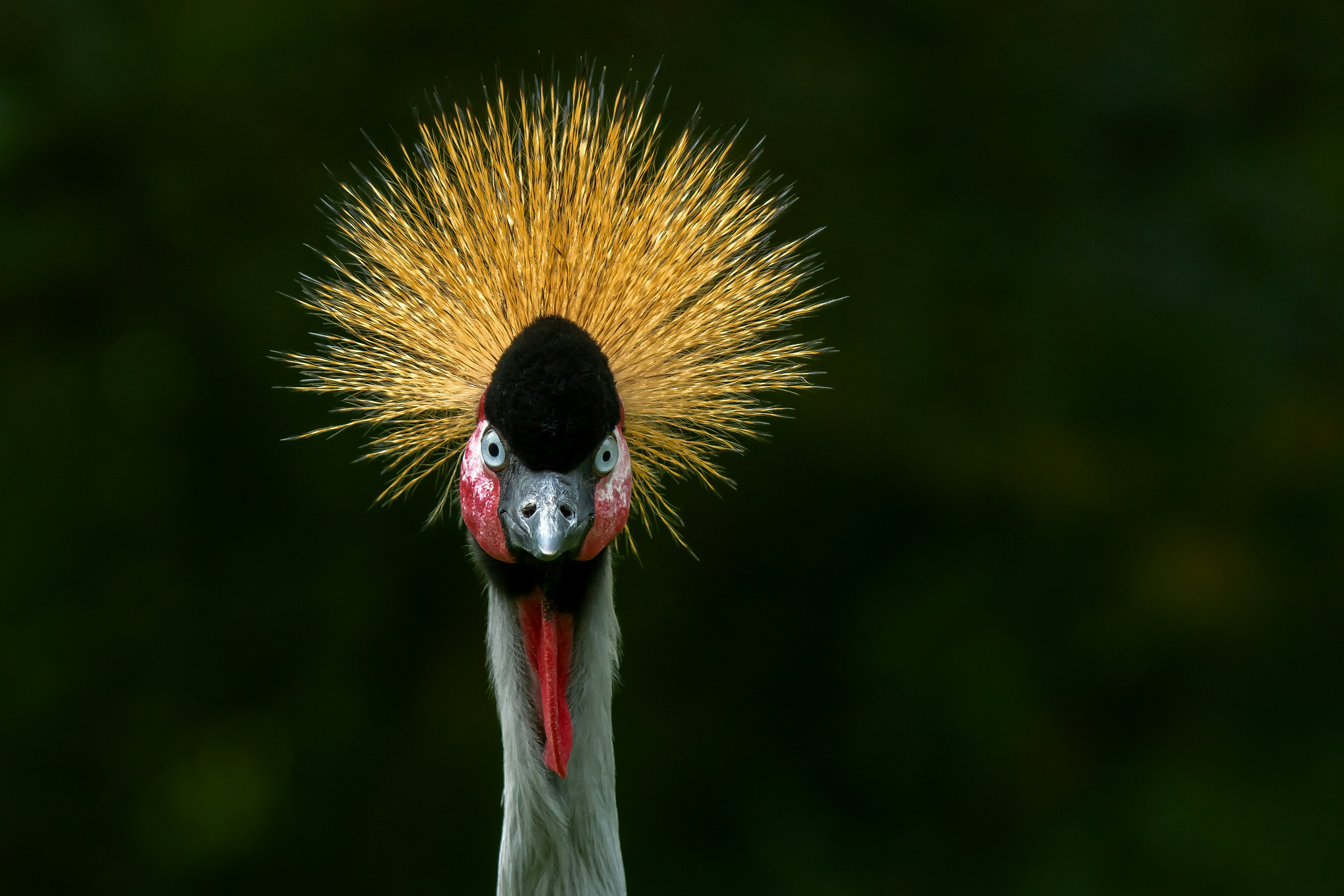 A close-up of a crowned crane showcasing its striking golden plumage and vivid facial features against a dark background.
