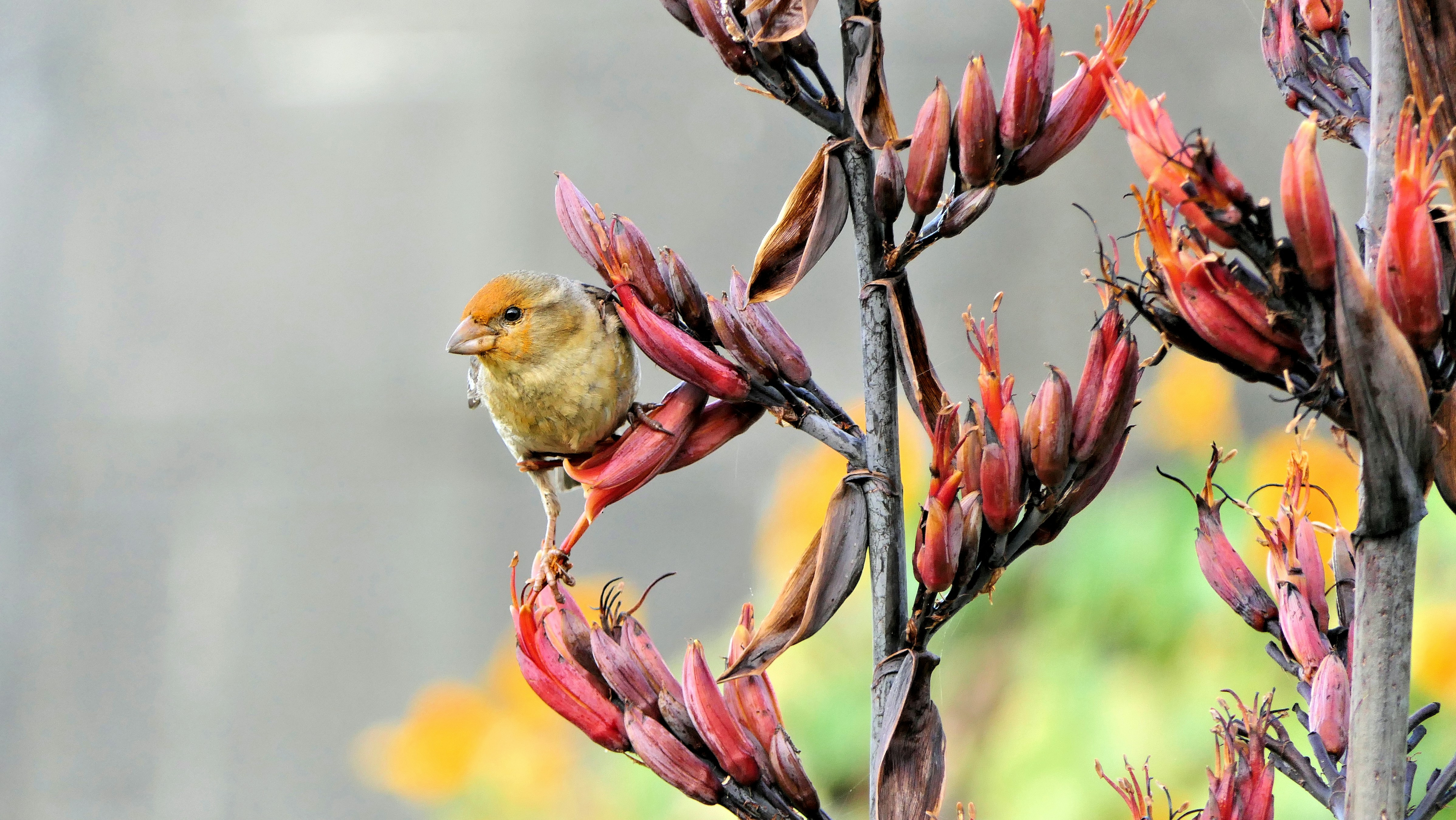 Goldfinch on Scarlet Sedge: a Tiny Moment in Colorful Garden
