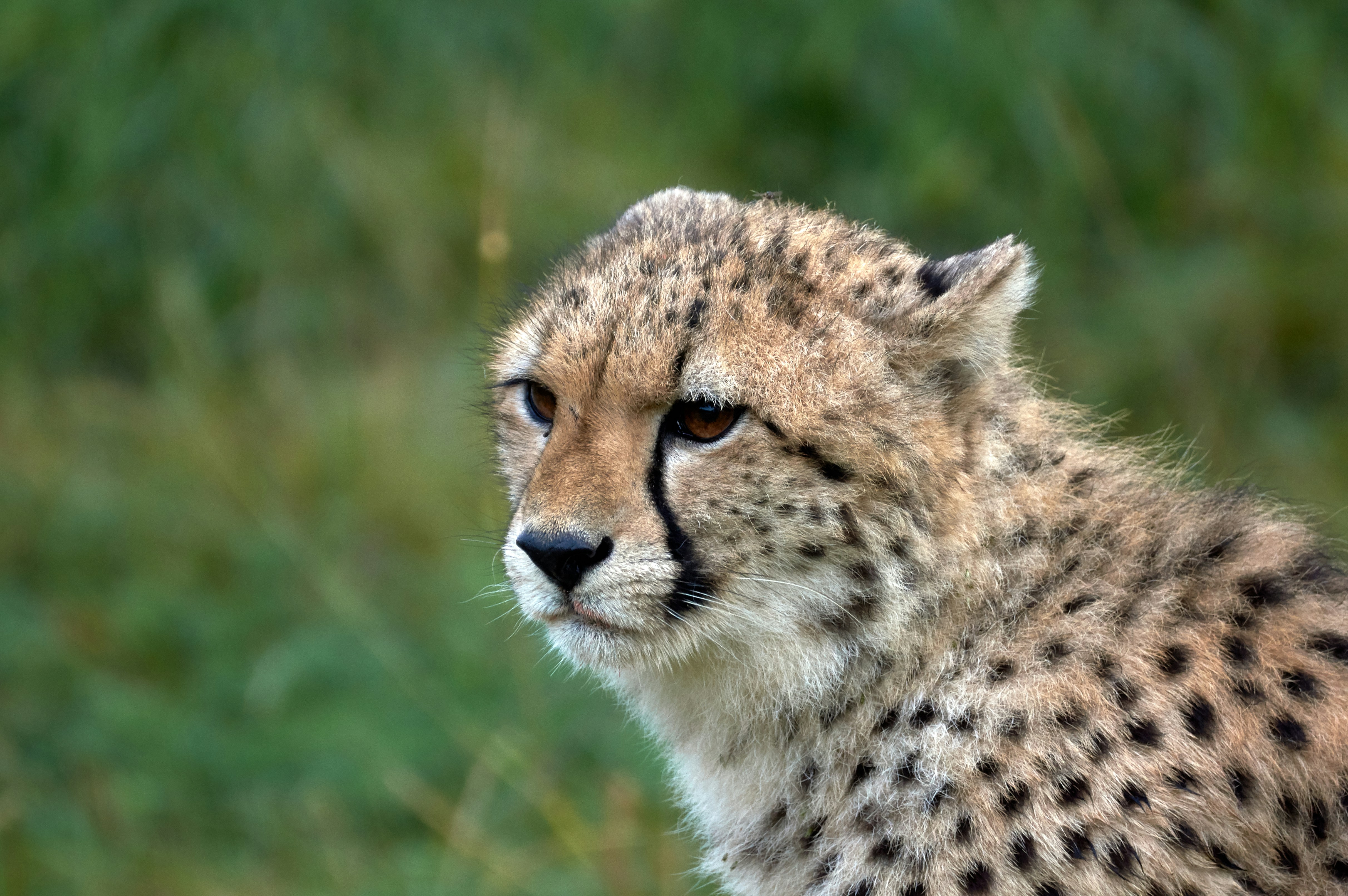 Macro photography of cheetah photo – Free Cheetah Image on Unsplash
