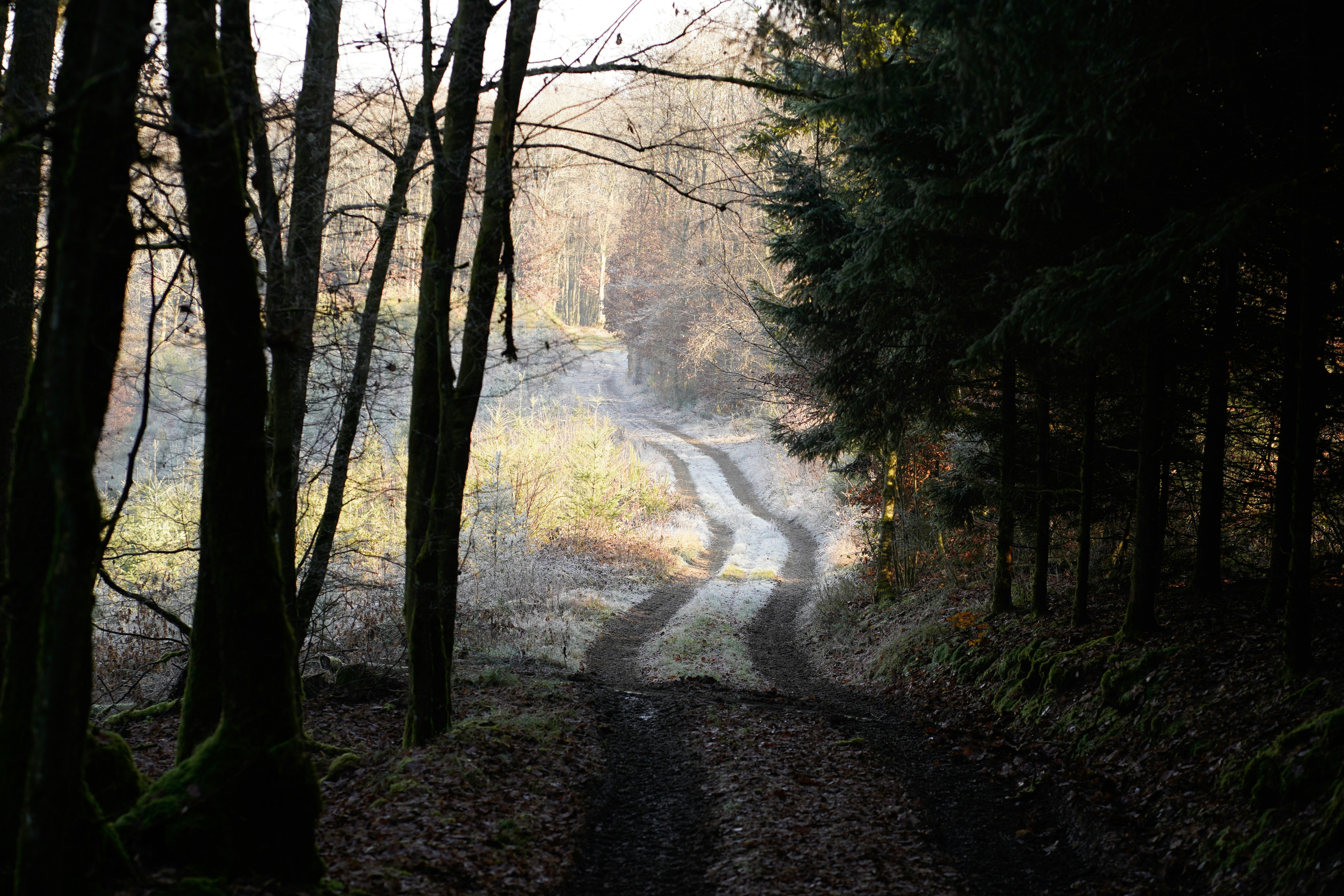 Winding dirt path through a serene forest, framed by tall trees and soft morning light. The scene invites exploration and tranquility.