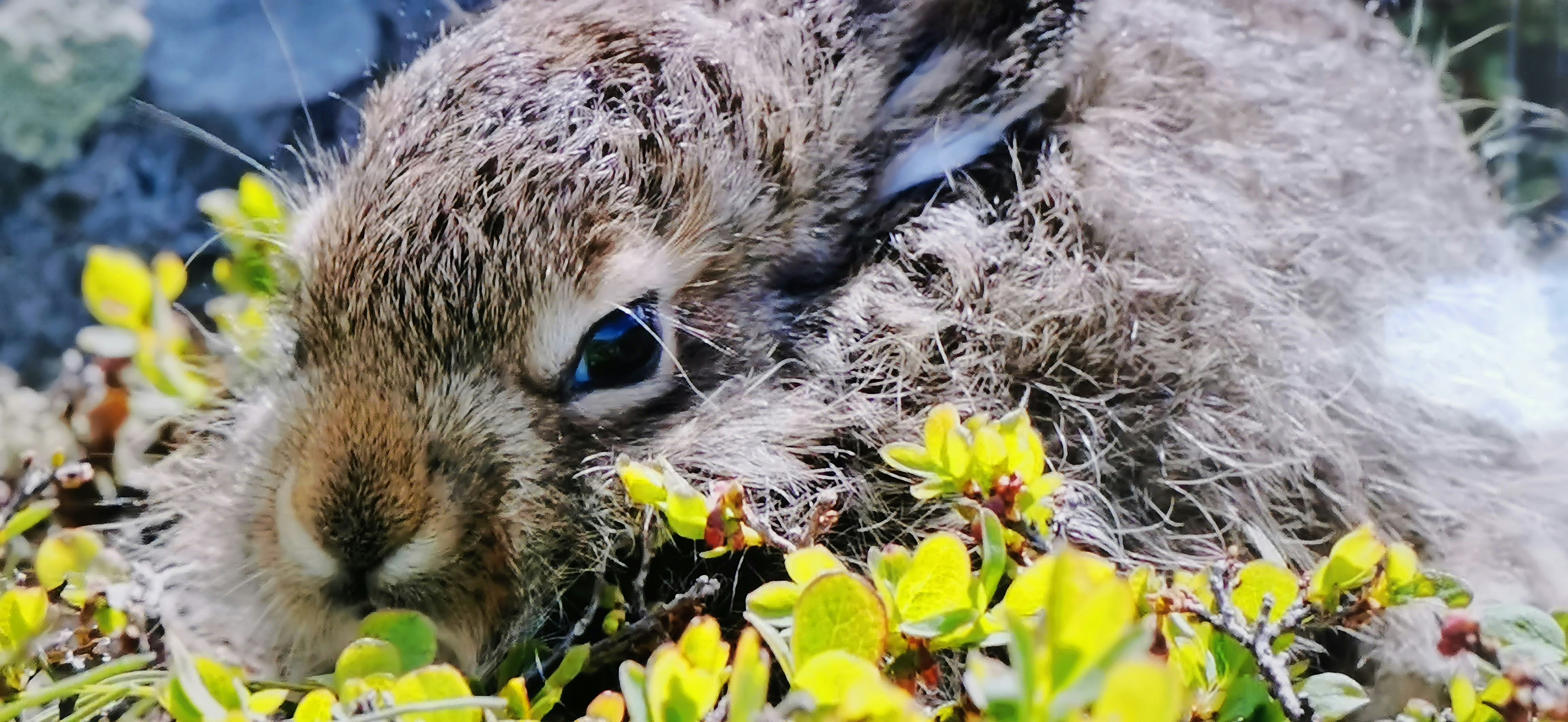 Spring's Quiet Gaze: Rabbit Peering Through Sunlit Foliage