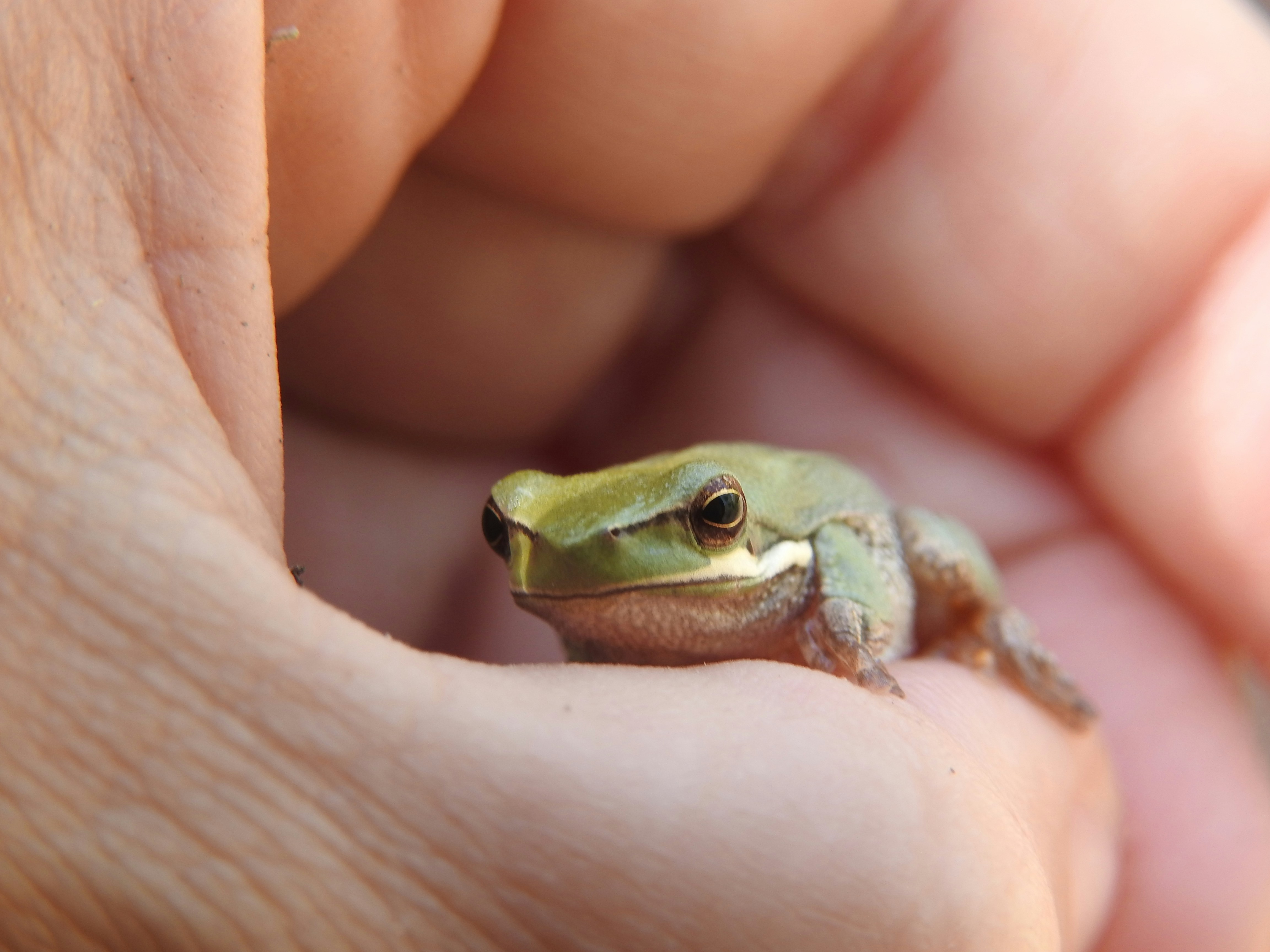 Tiny Green Frog Held Safe: Close-Up of a Delicate Amphibian in Soft Light