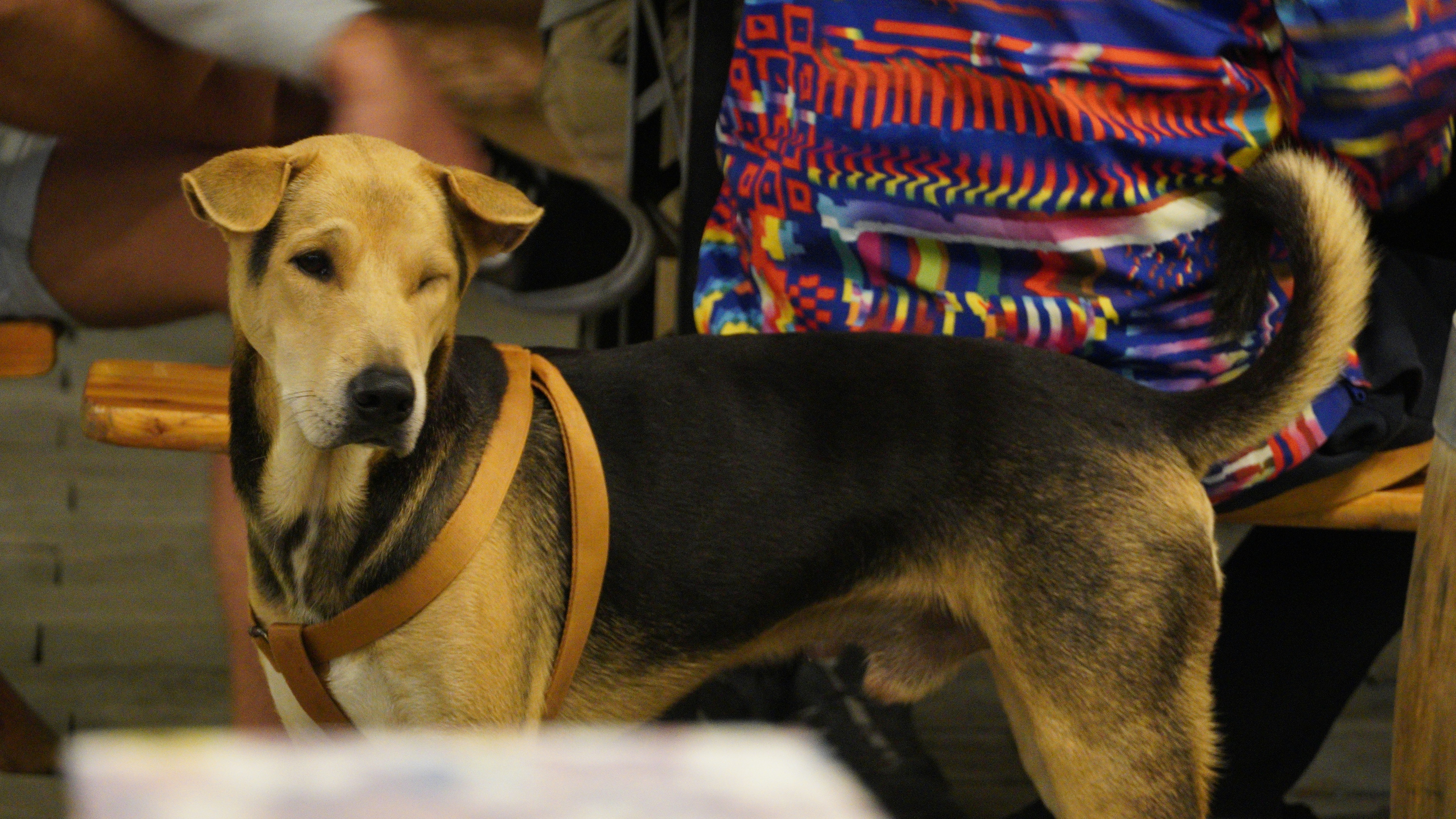 Dog with a tan and black coat standing near a person wearing a vibrant, patterned garment.