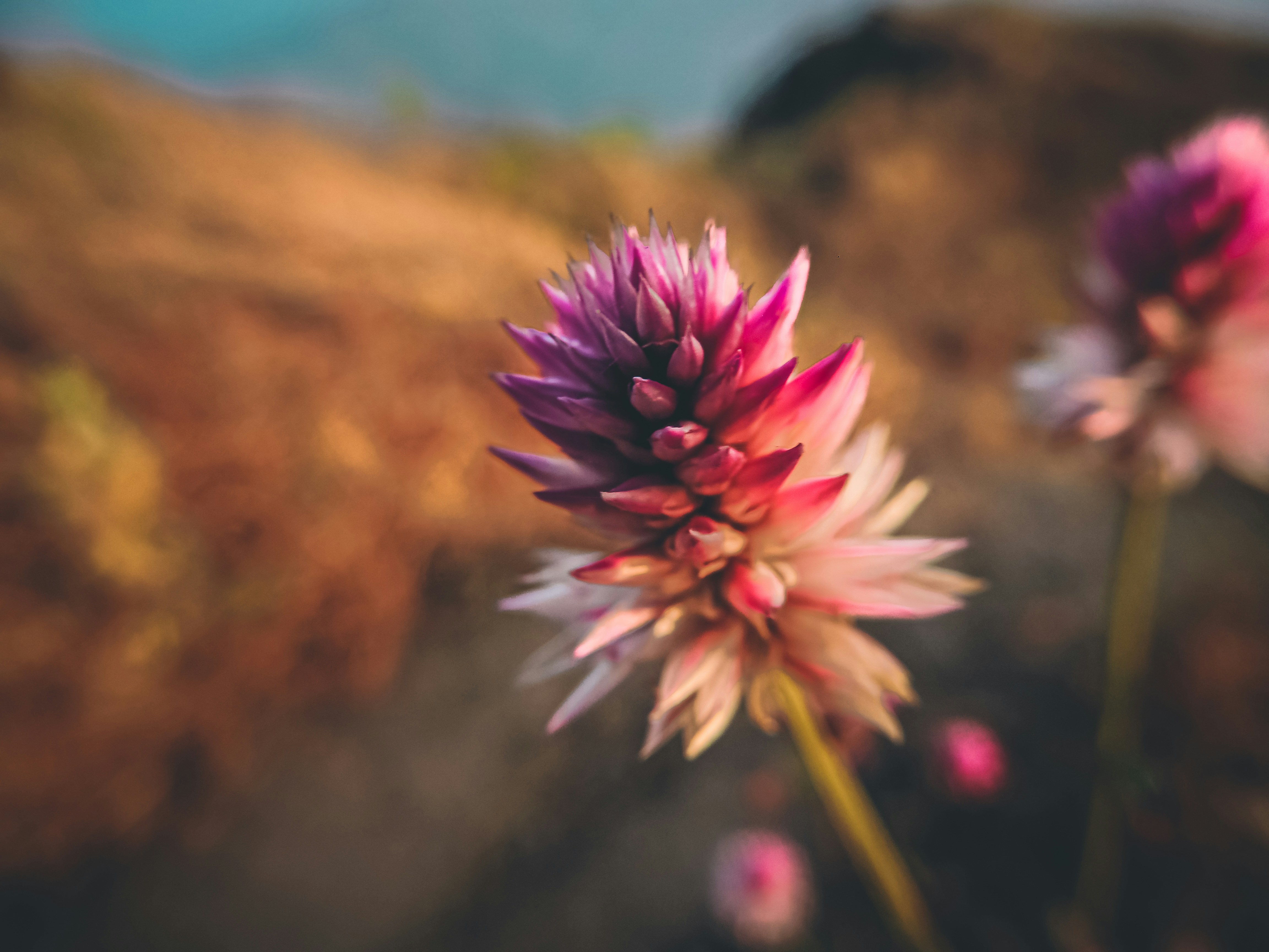 Velvet Petals in Warm Blur: Close-Up of a Desert Bloom