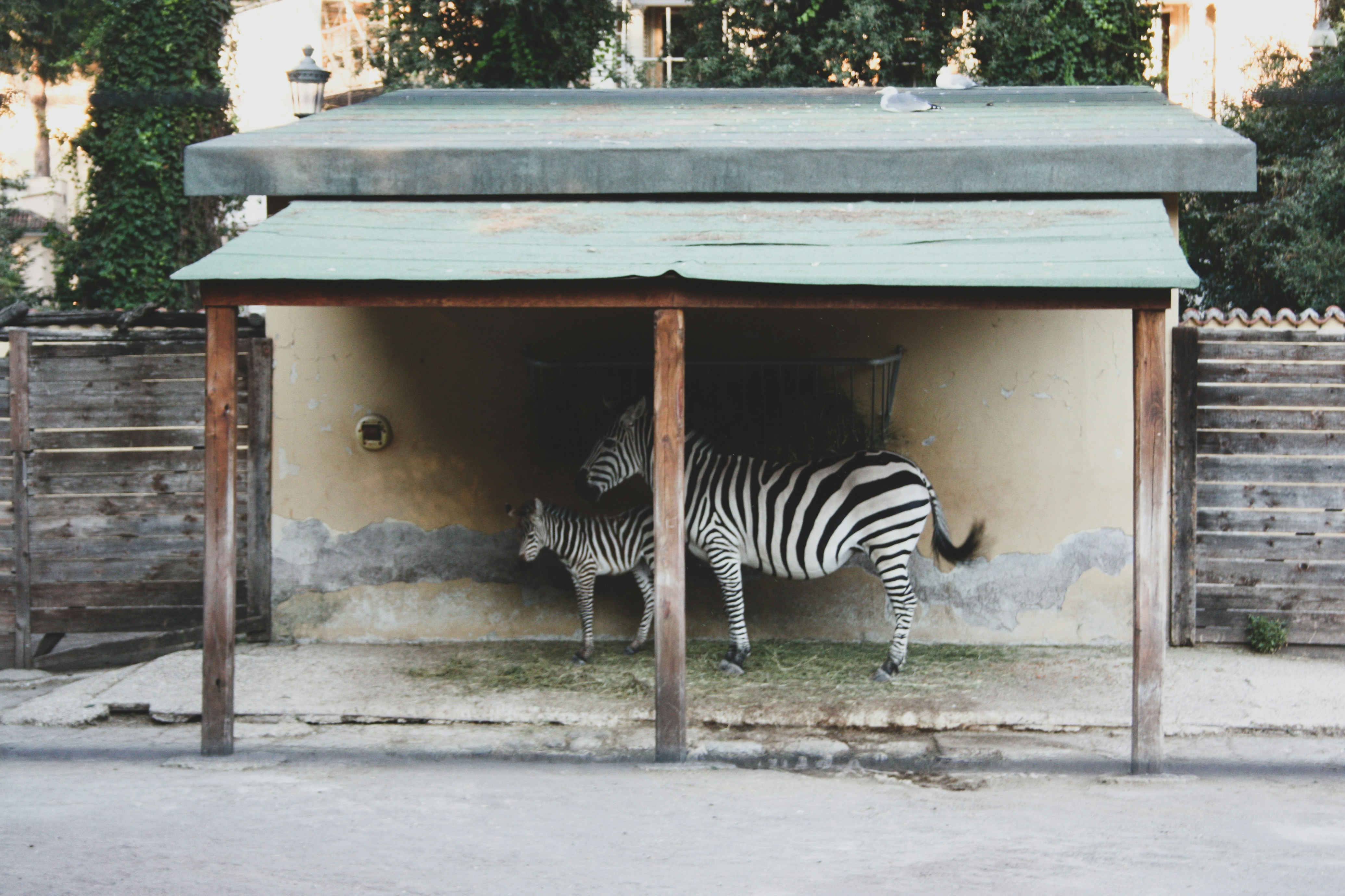 Bioparco  Roma

Zebras, Baby Zebra, Italy Rome 