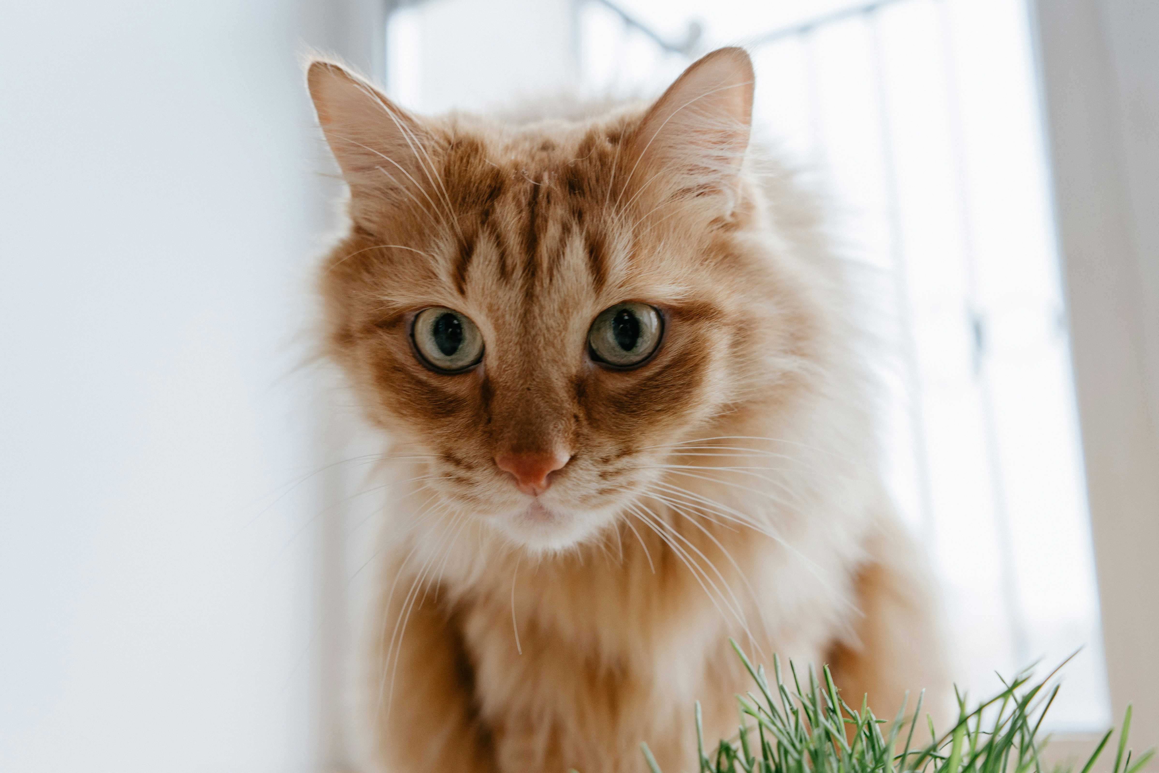 Orange Tabby cat photo – Free Cat Image on Unsplash