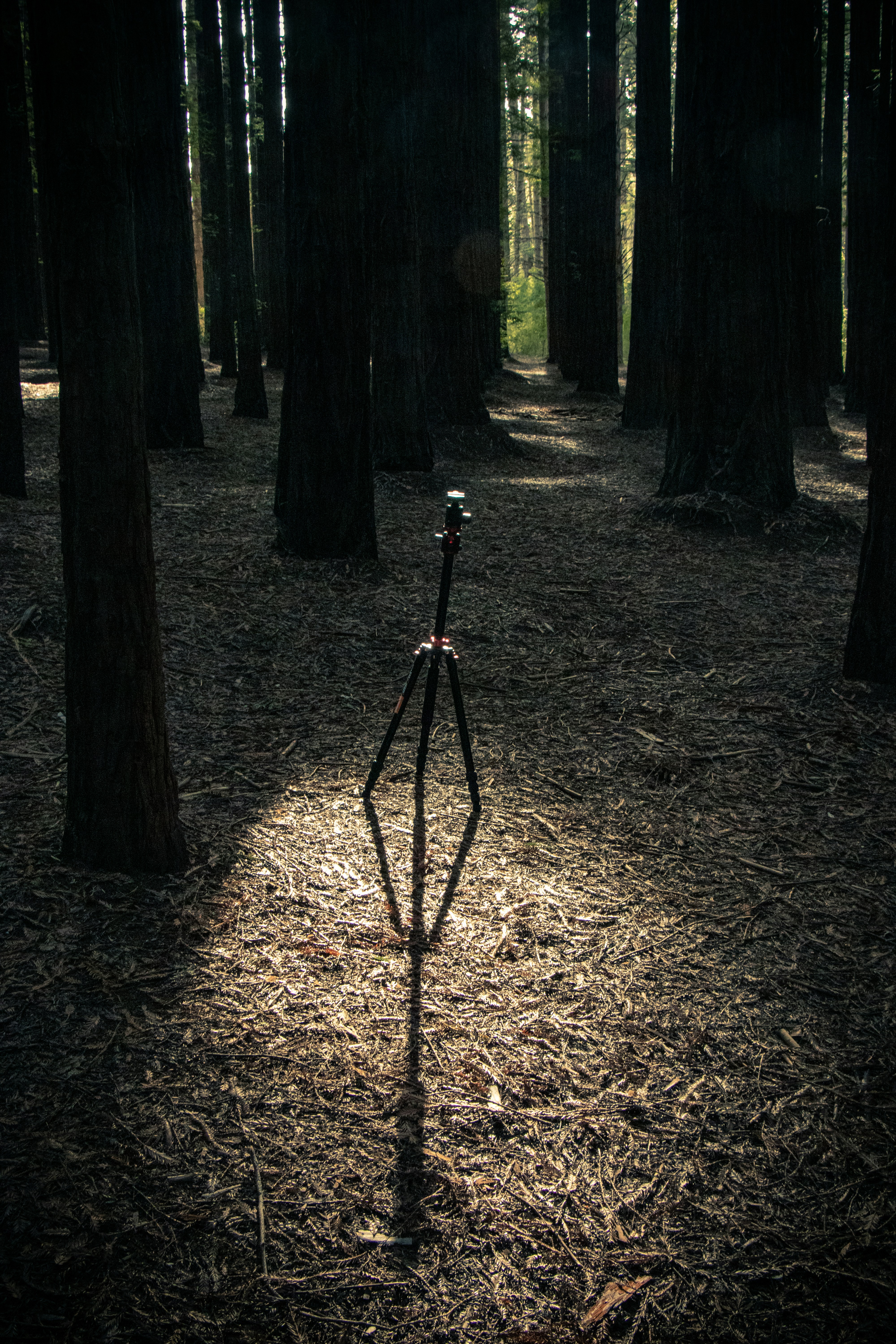 Center Stage in a Conifer Cathedral: A Tripod Stands Under Tall Pines