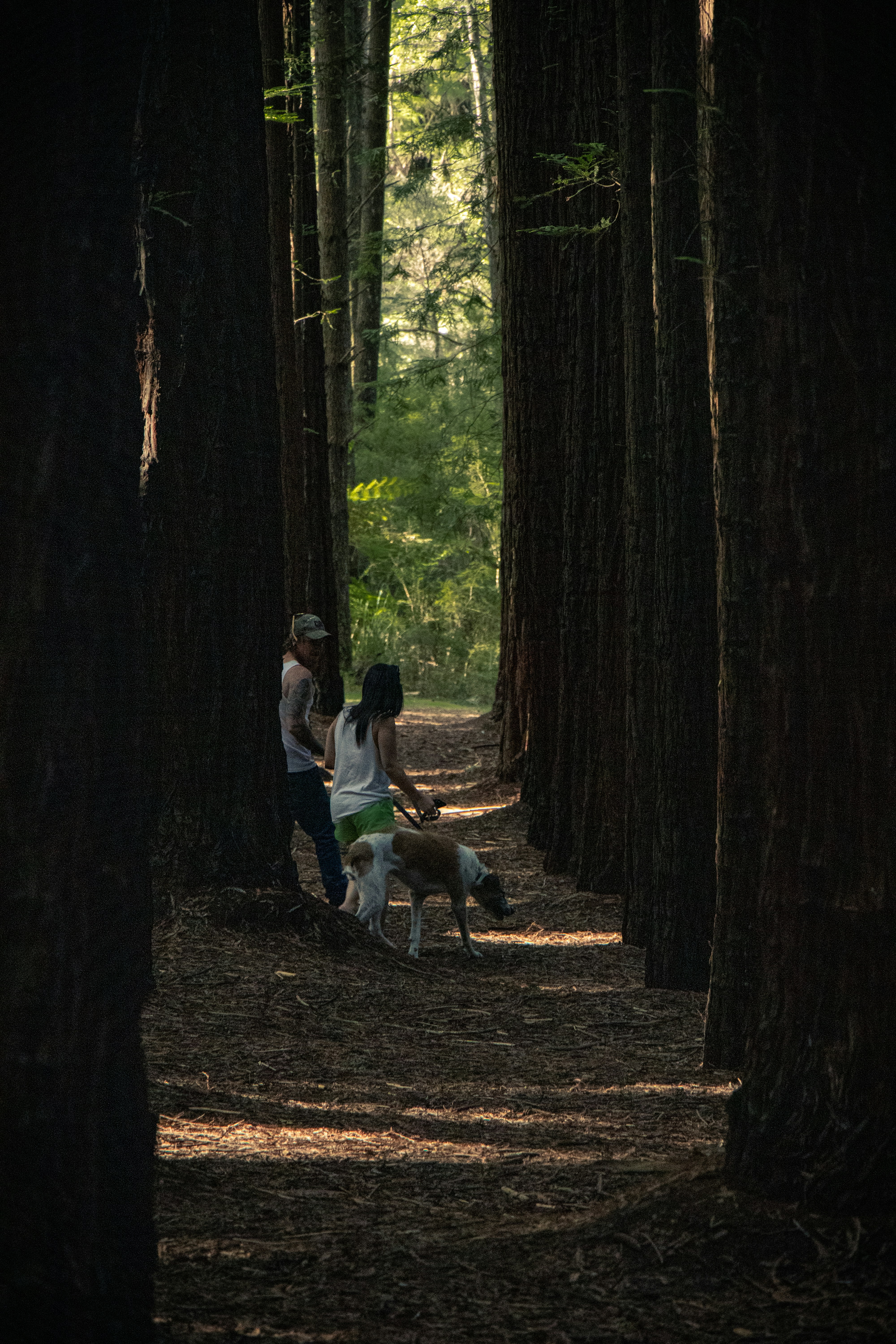 Between Giants: A sunlit forest corridor walk with a dog