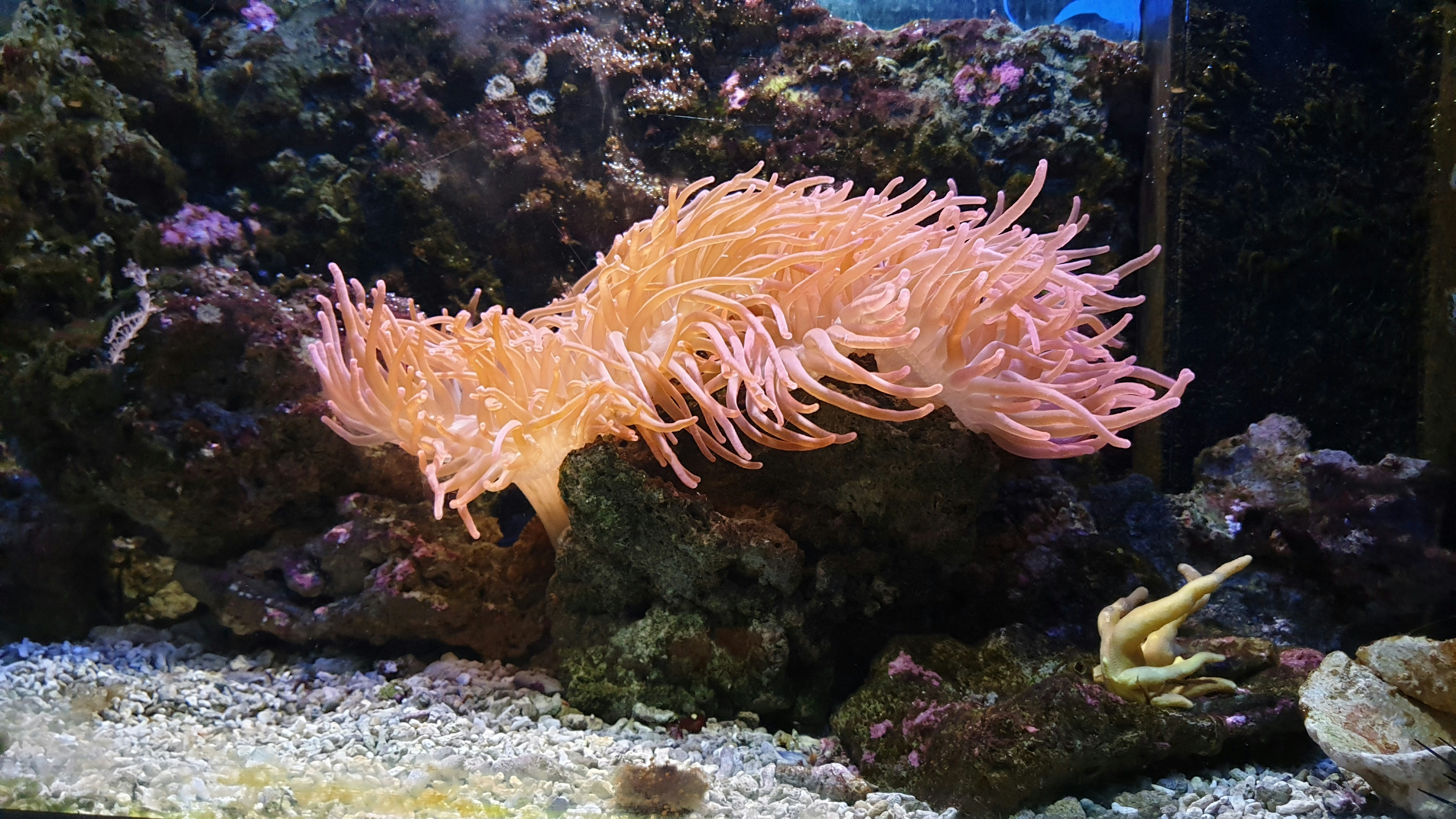 Vibrant Underwater Reef Encounter