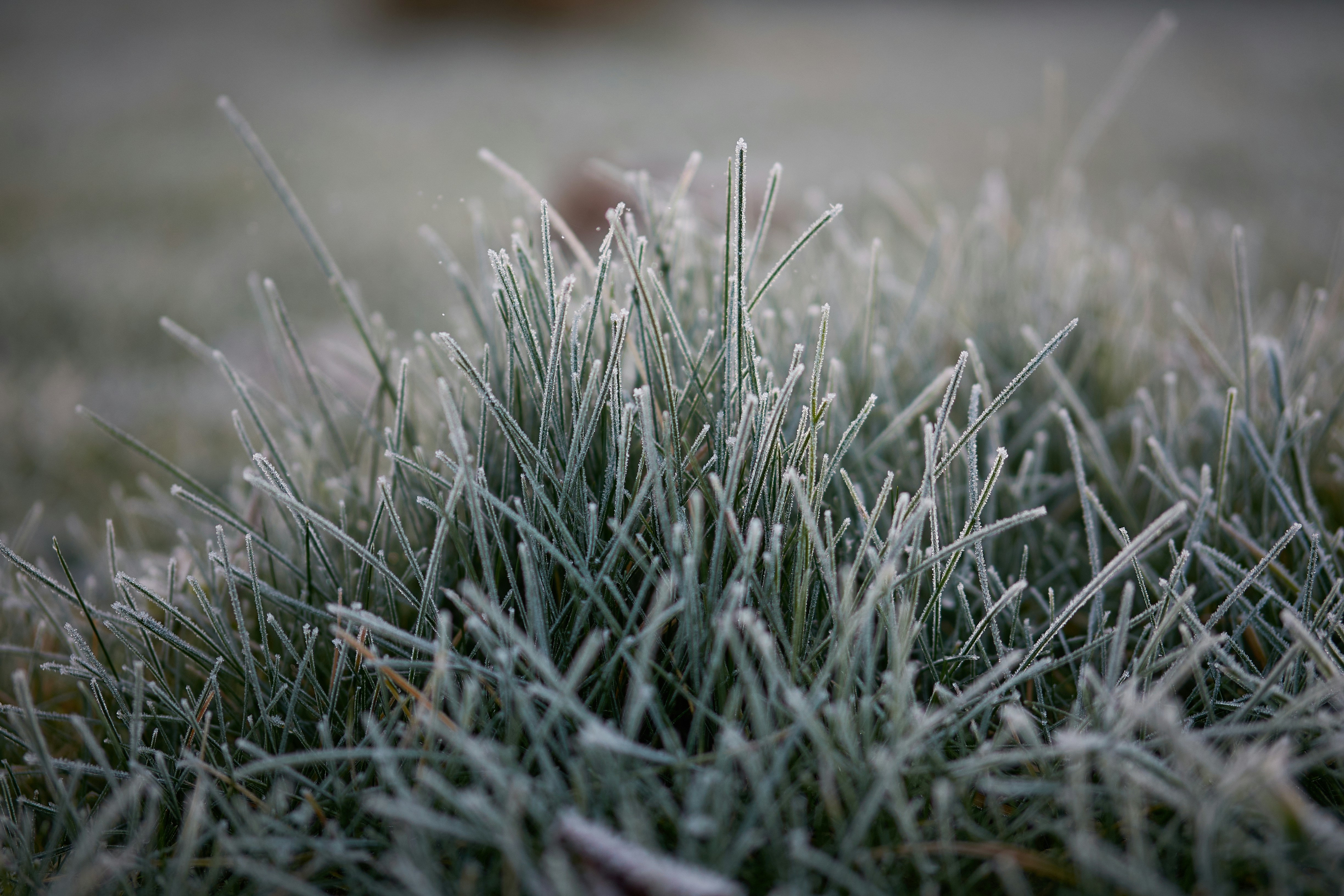 Frost-covered grass blades glisten in the soft light of dawn, capturing the serene beauty of winter's touch.