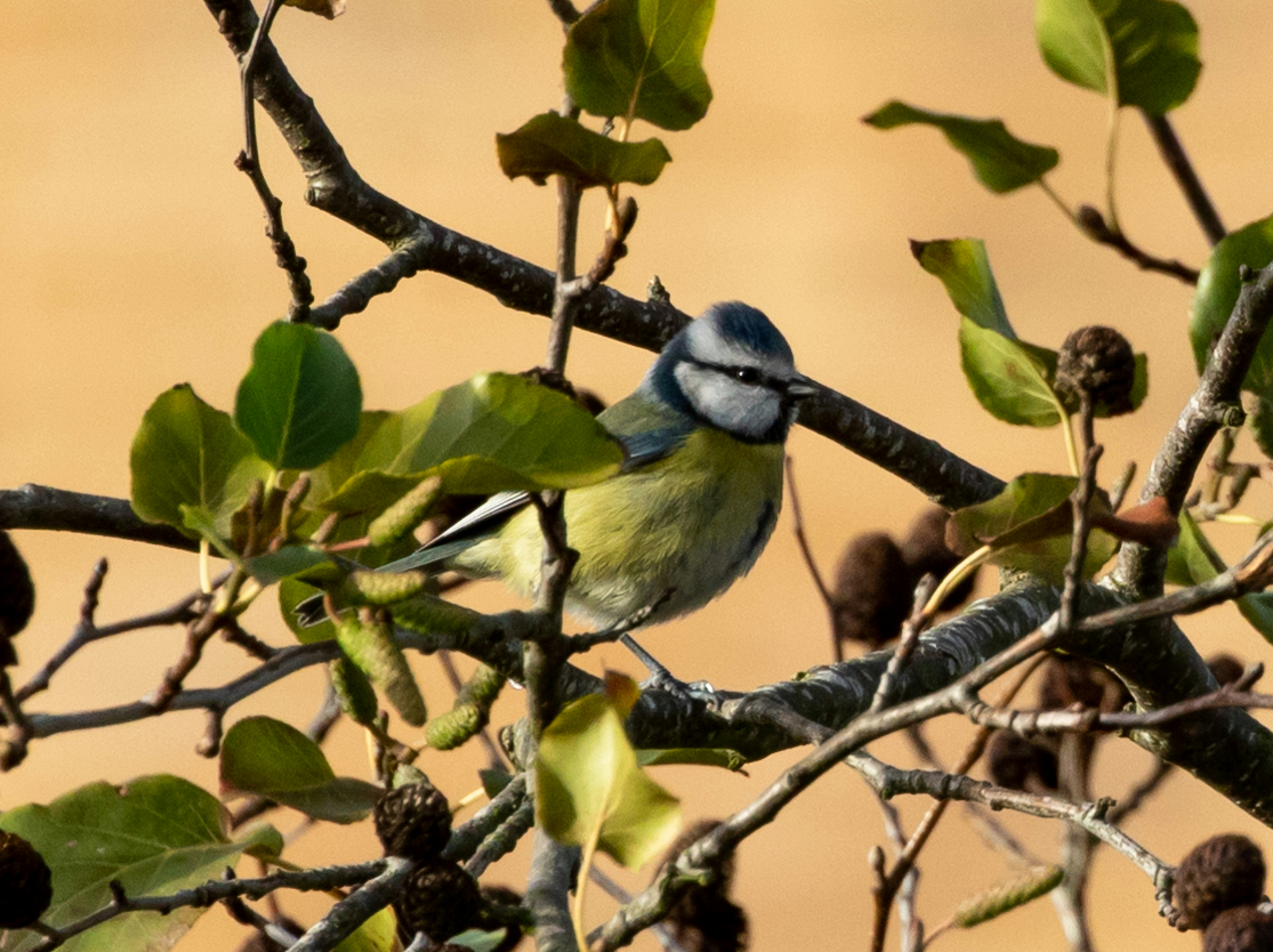 Green and gray bird on tree branch photo – Free Bird Image on Unsplash