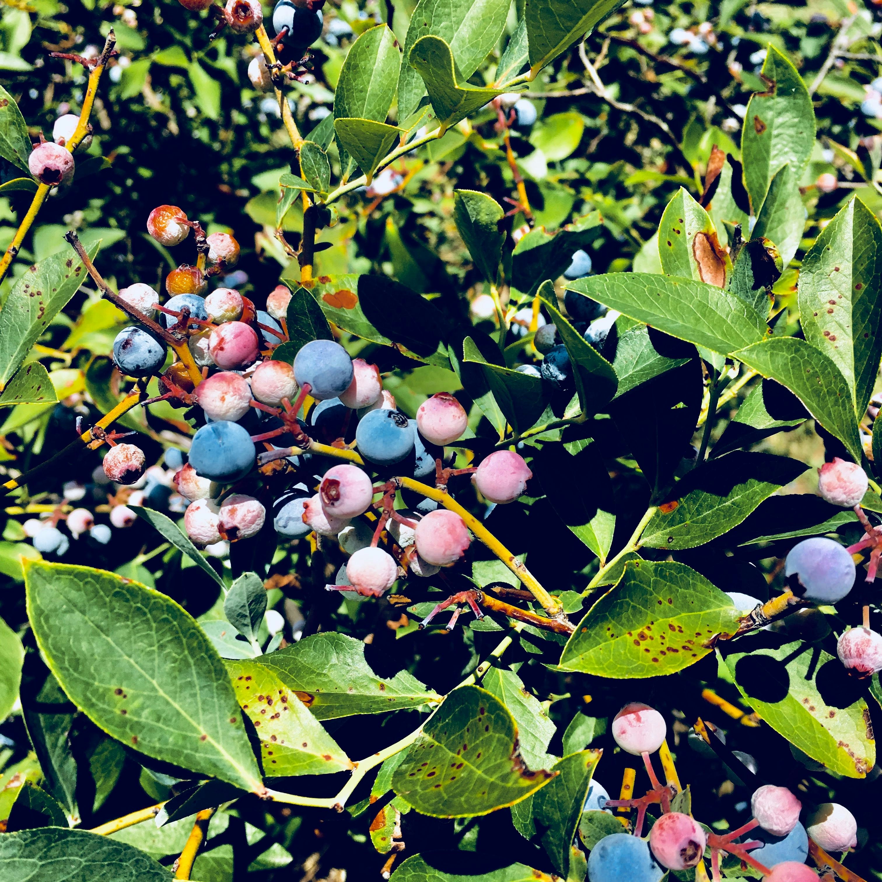 Clusters of ripe blueberries nestled among vibrant green leaves, showcasing the beauty of a summer harvest.