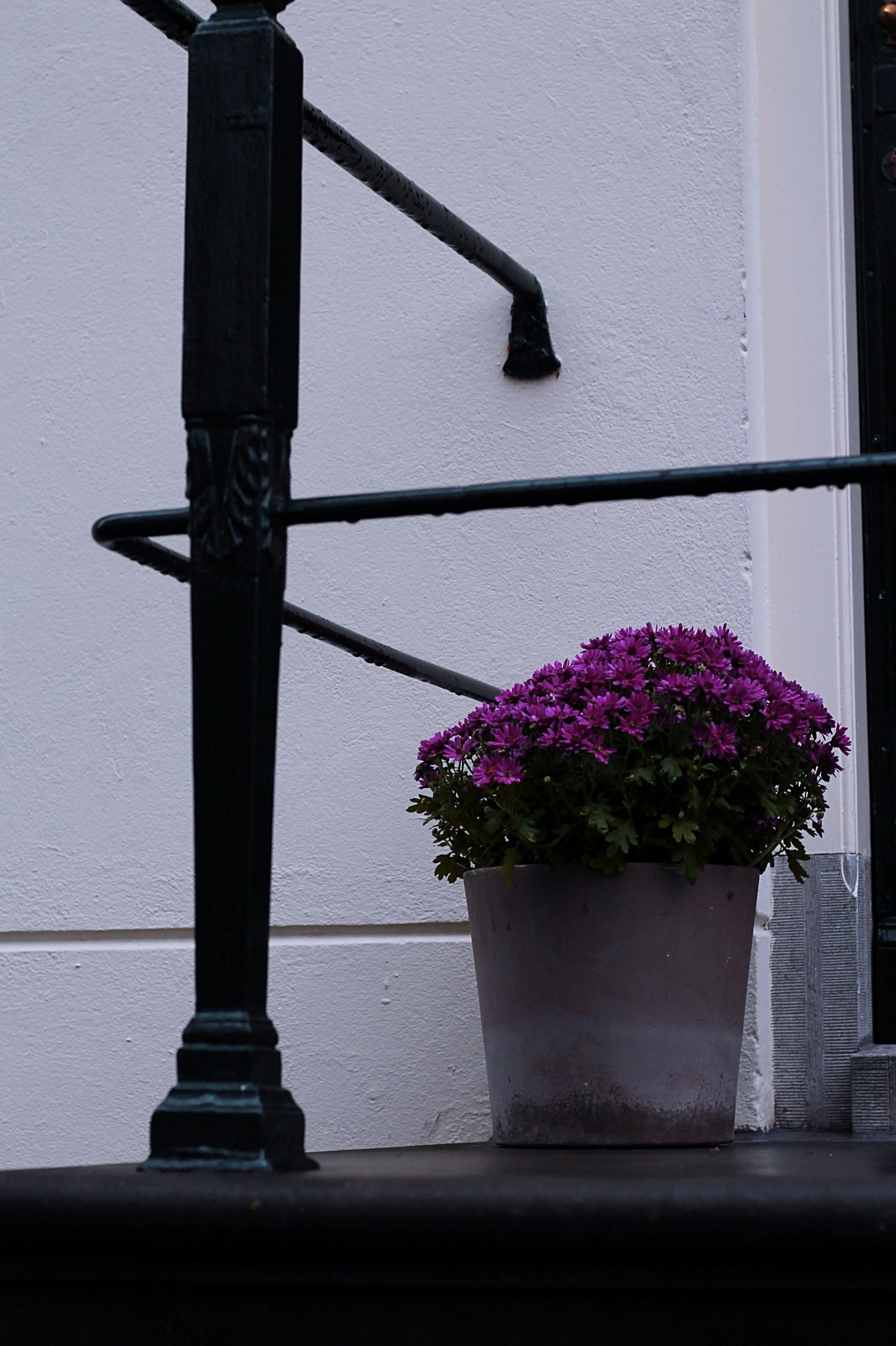 Vibrant purple flowers in a pot resting on a wooden step, framed by a wrought iron railing. The subtle backdrop enhances the floral details.
