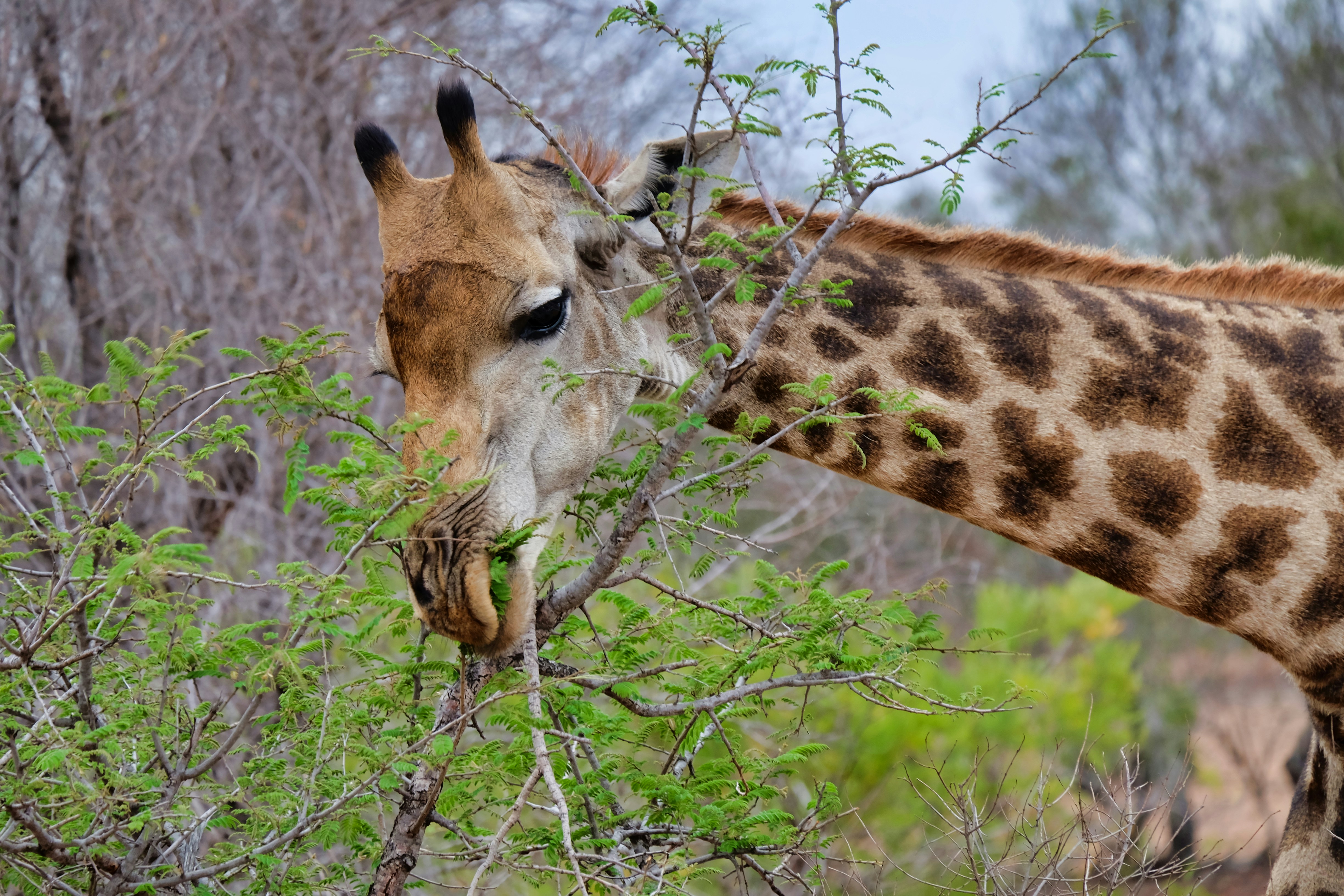 Giraffe Eating Tree Leaves