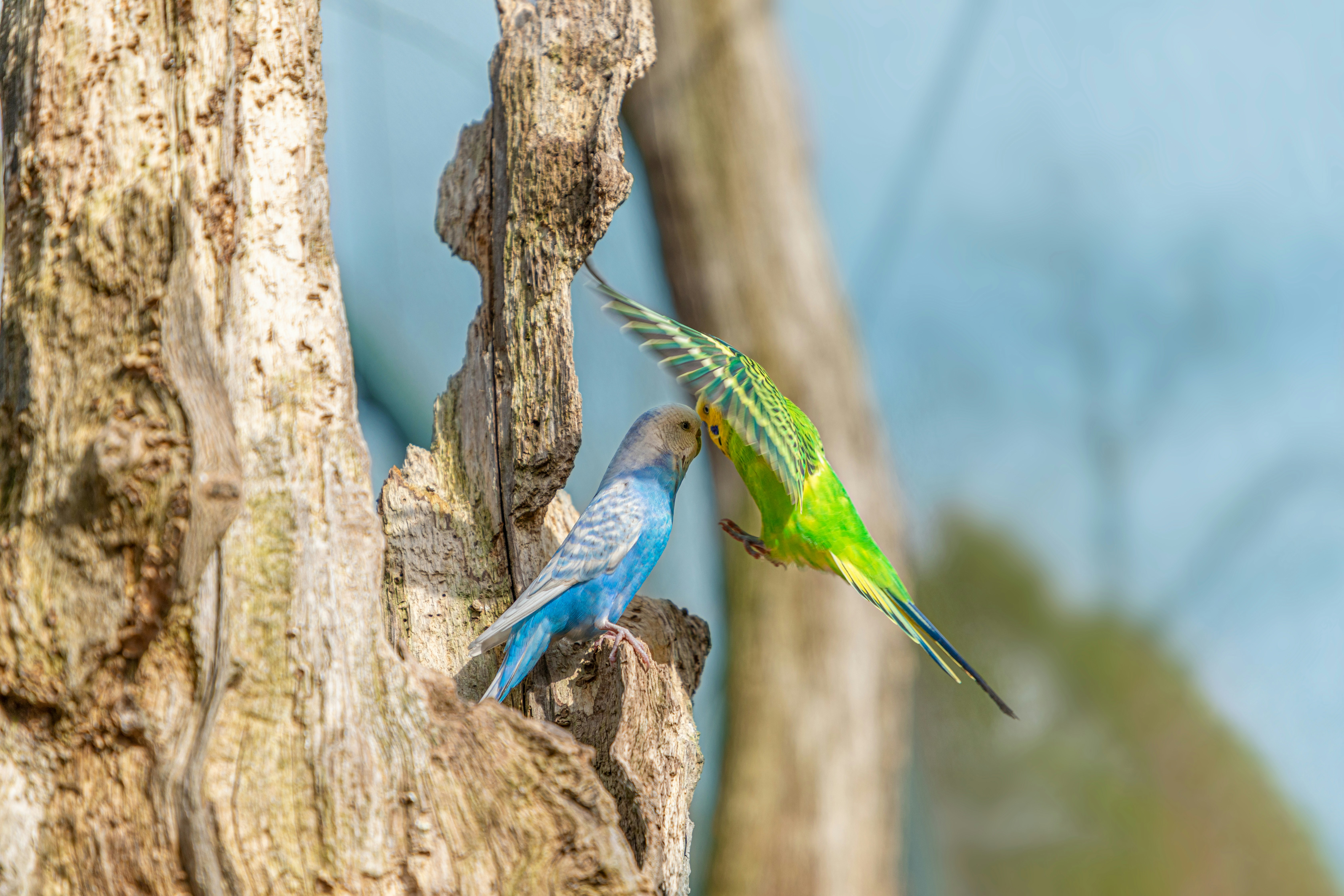 Oiseaux bleus et verts sur l’arbre photo – Photo En volant Gratuite sur Unsplash