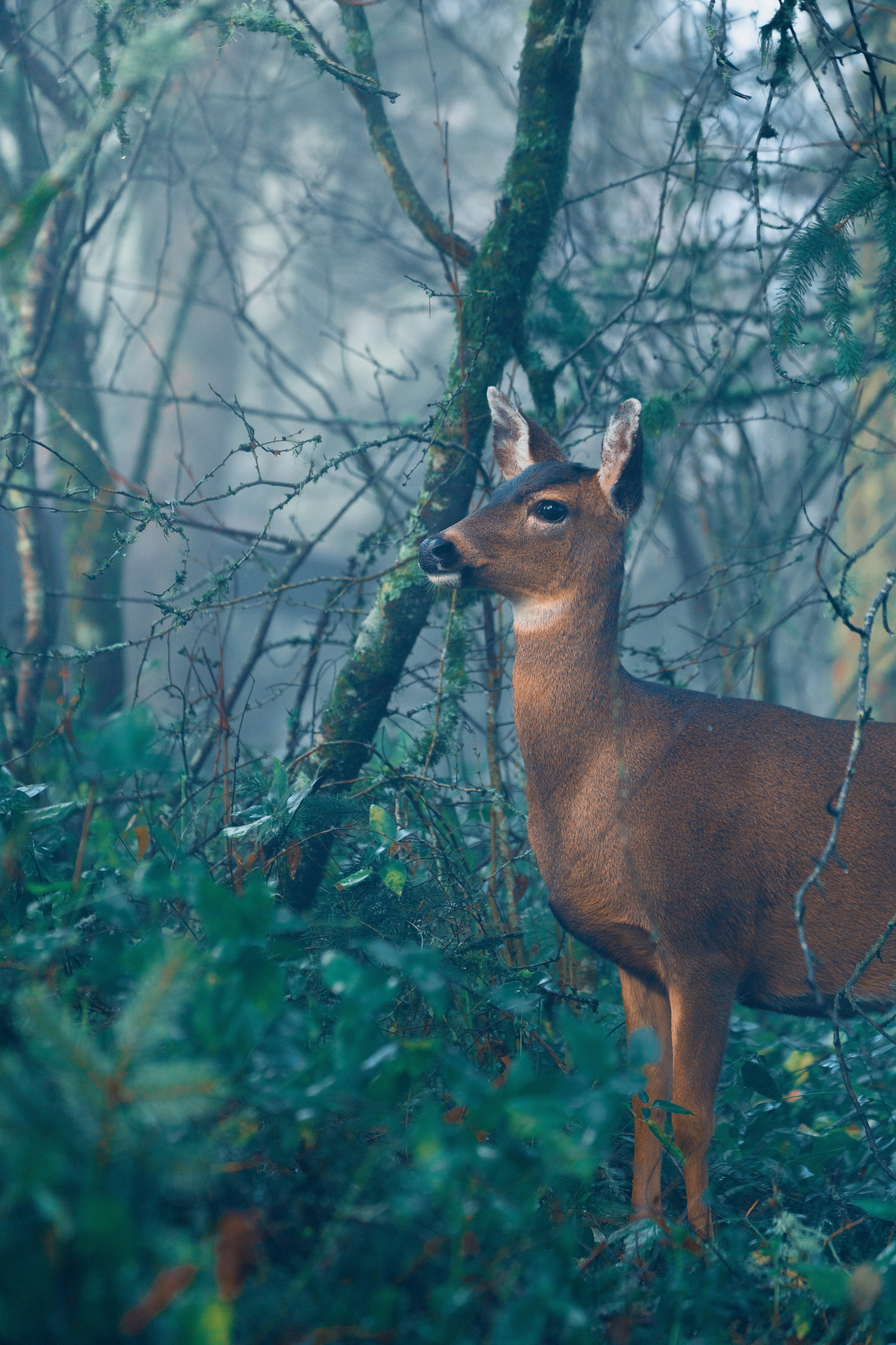 This deer popped in to say hello. 