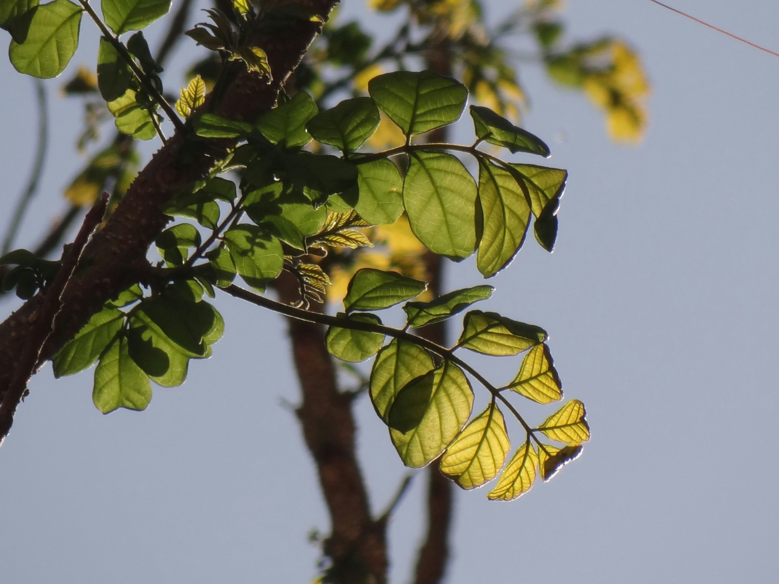 Vibrant green leaves catching sunlight against a clear sky, showcasing intricate textures and shadows.