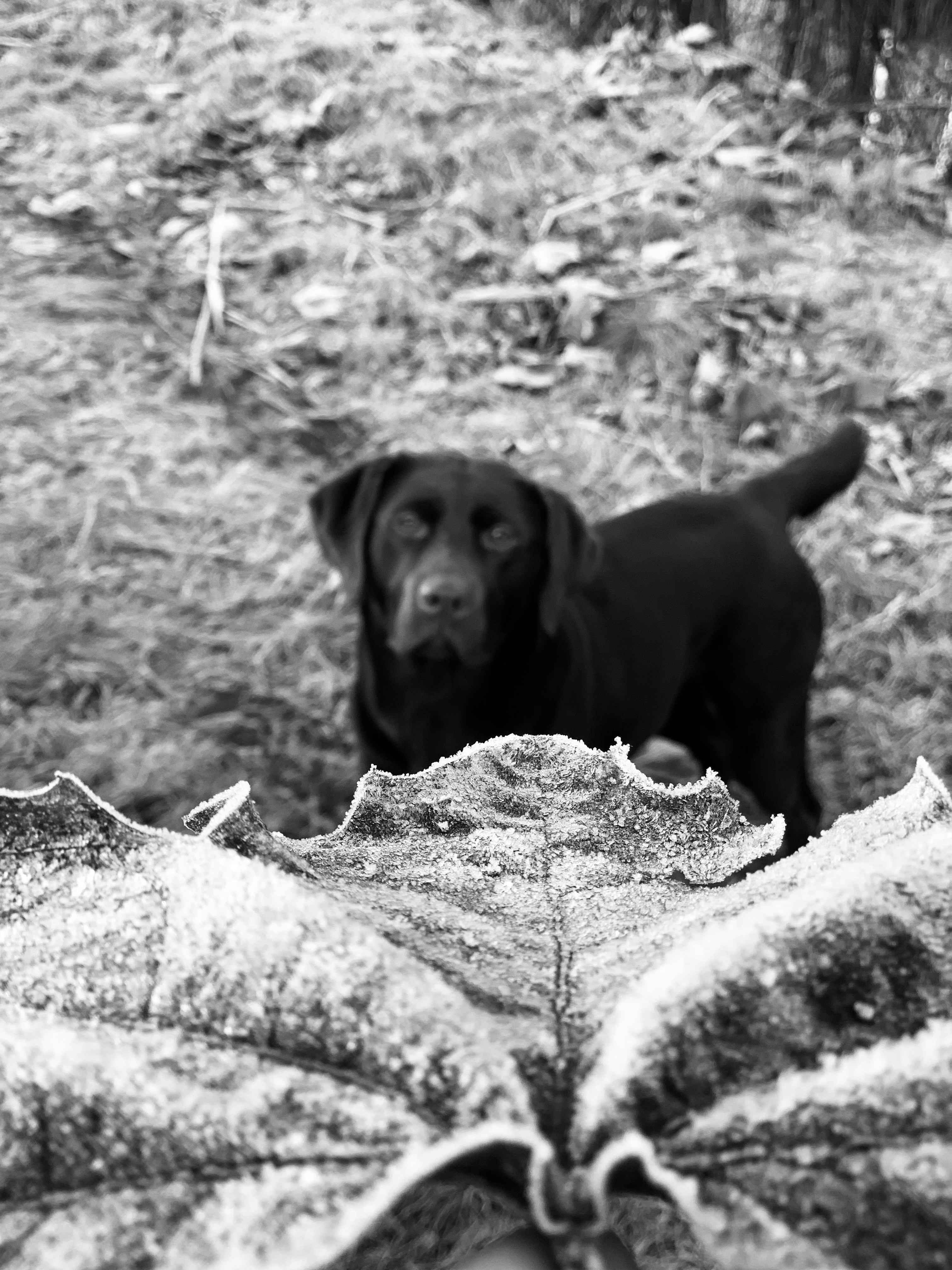 Curious Labrador at the Edge of a Leaf-Crowned Frame