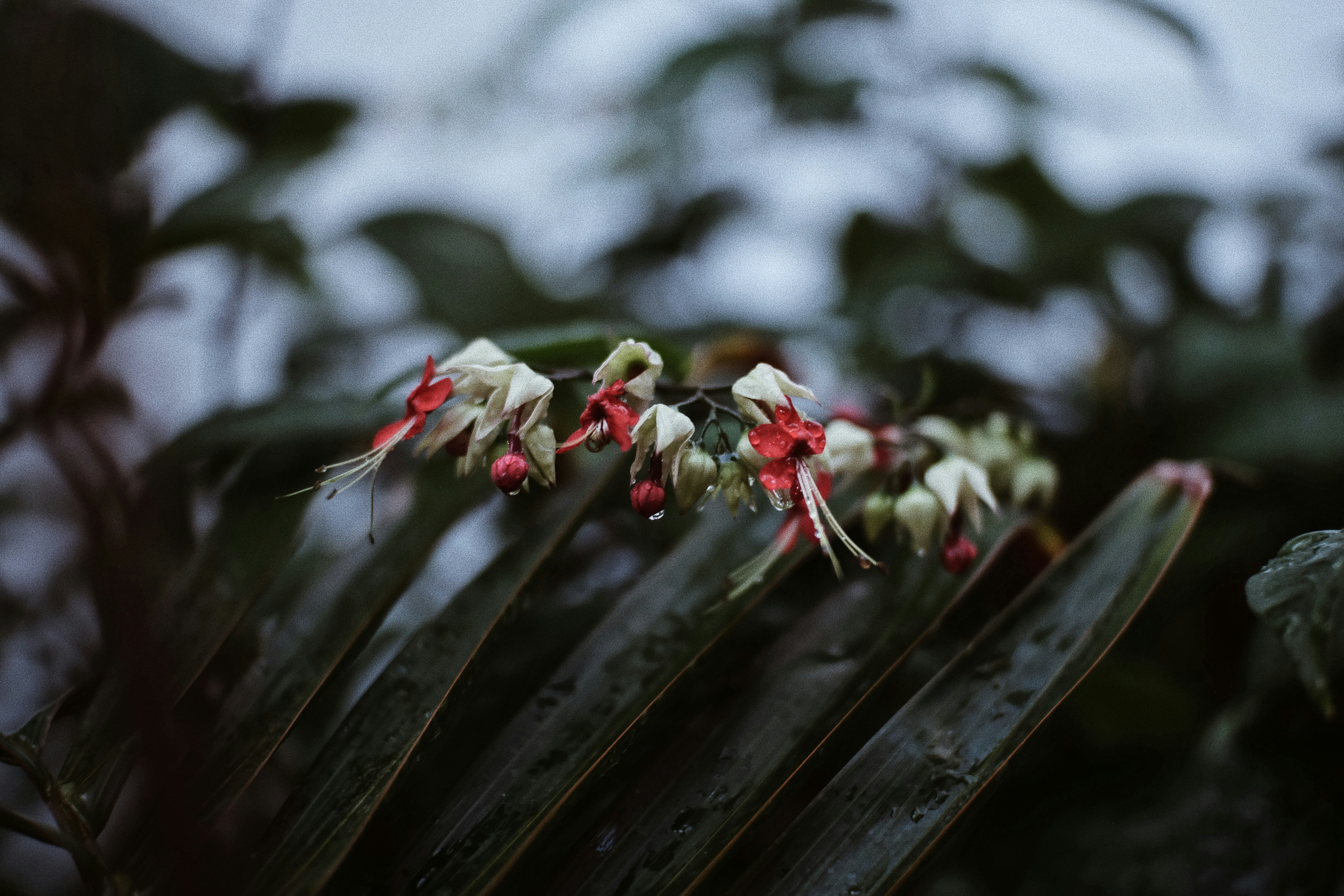Delicate red and white orchids nestled among lush green leaves, glistening with raindrops. The composition highlights the intricate beauty of nature.