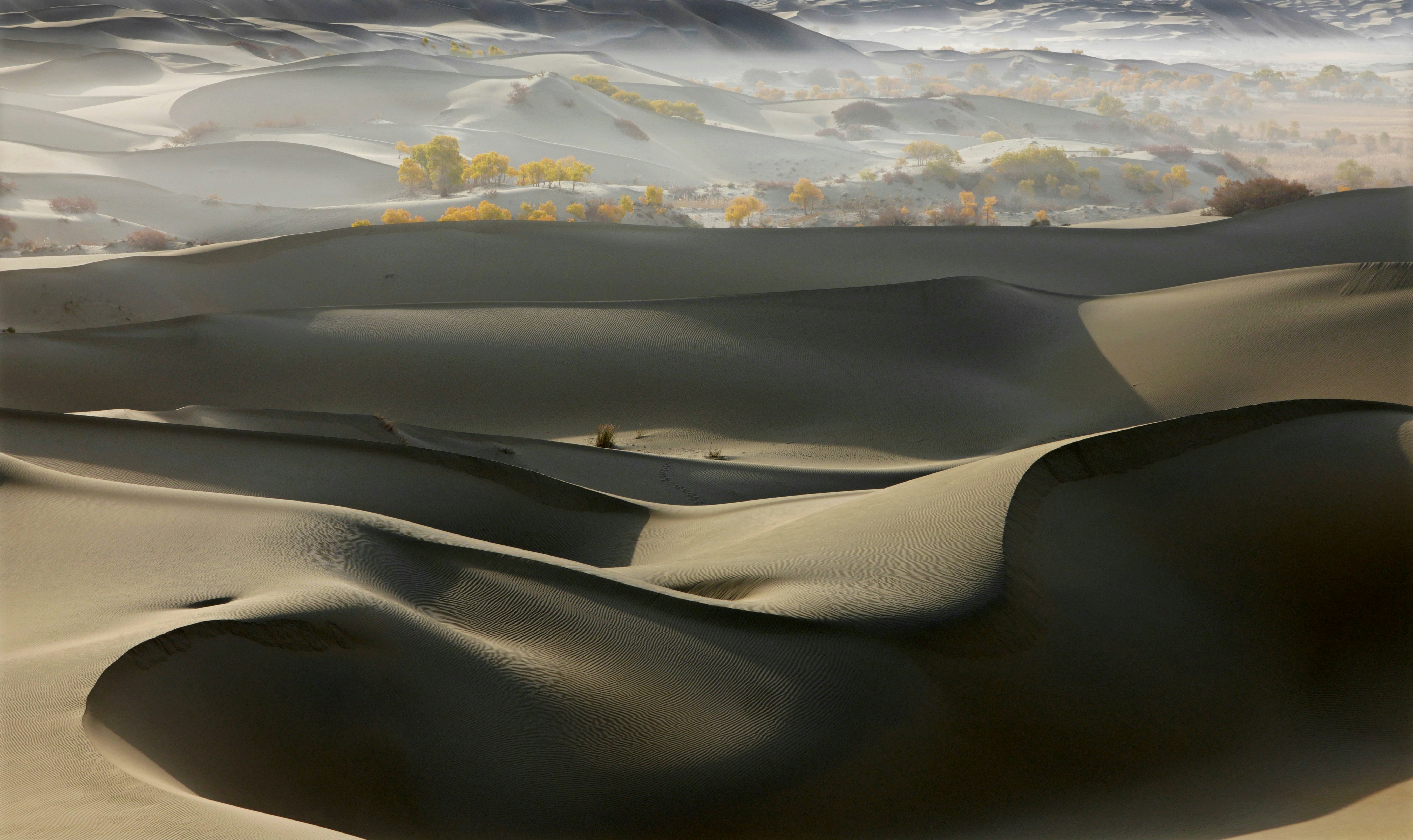 Gentle undulating sand dunes stretch across the horizon, bathed in soft light, with hints of vegetation peeking through the arid landscape.