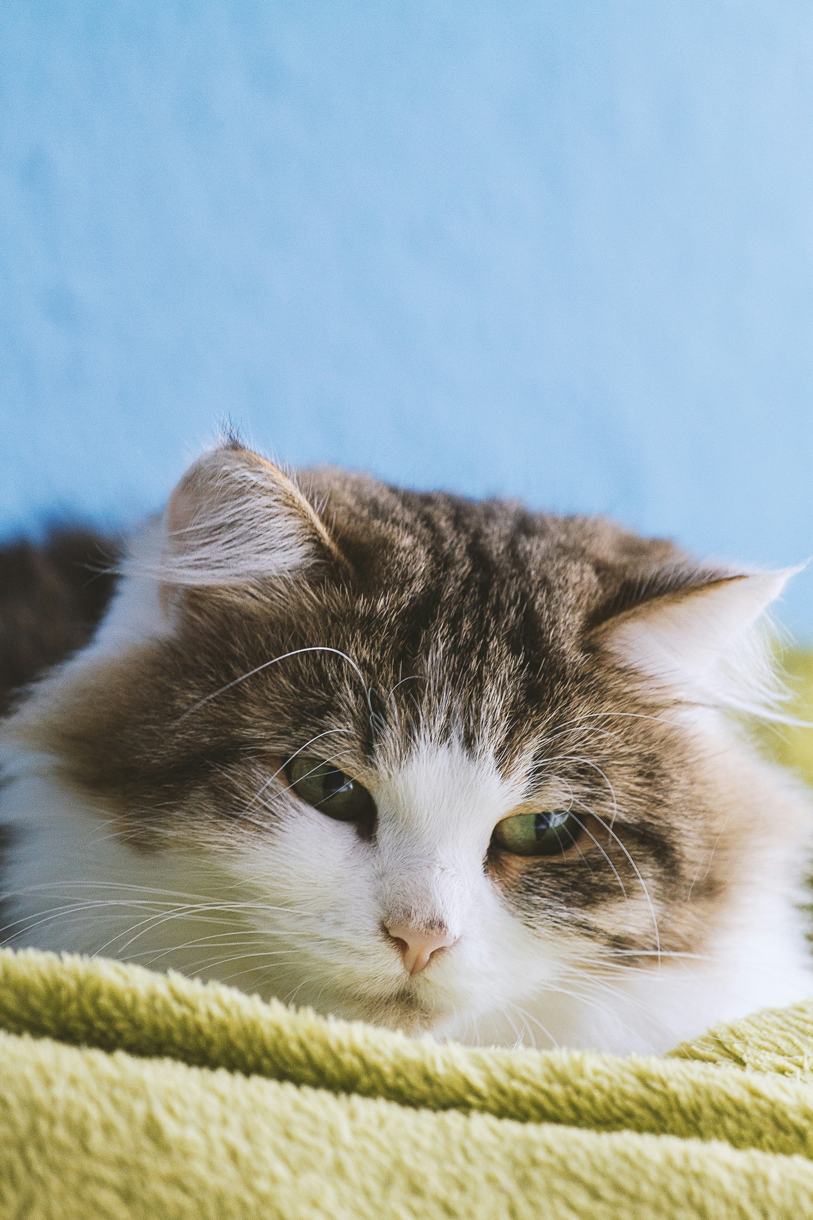 Amber Fur, Cerulean Backdrop: A Cat in Quiet Contemplation