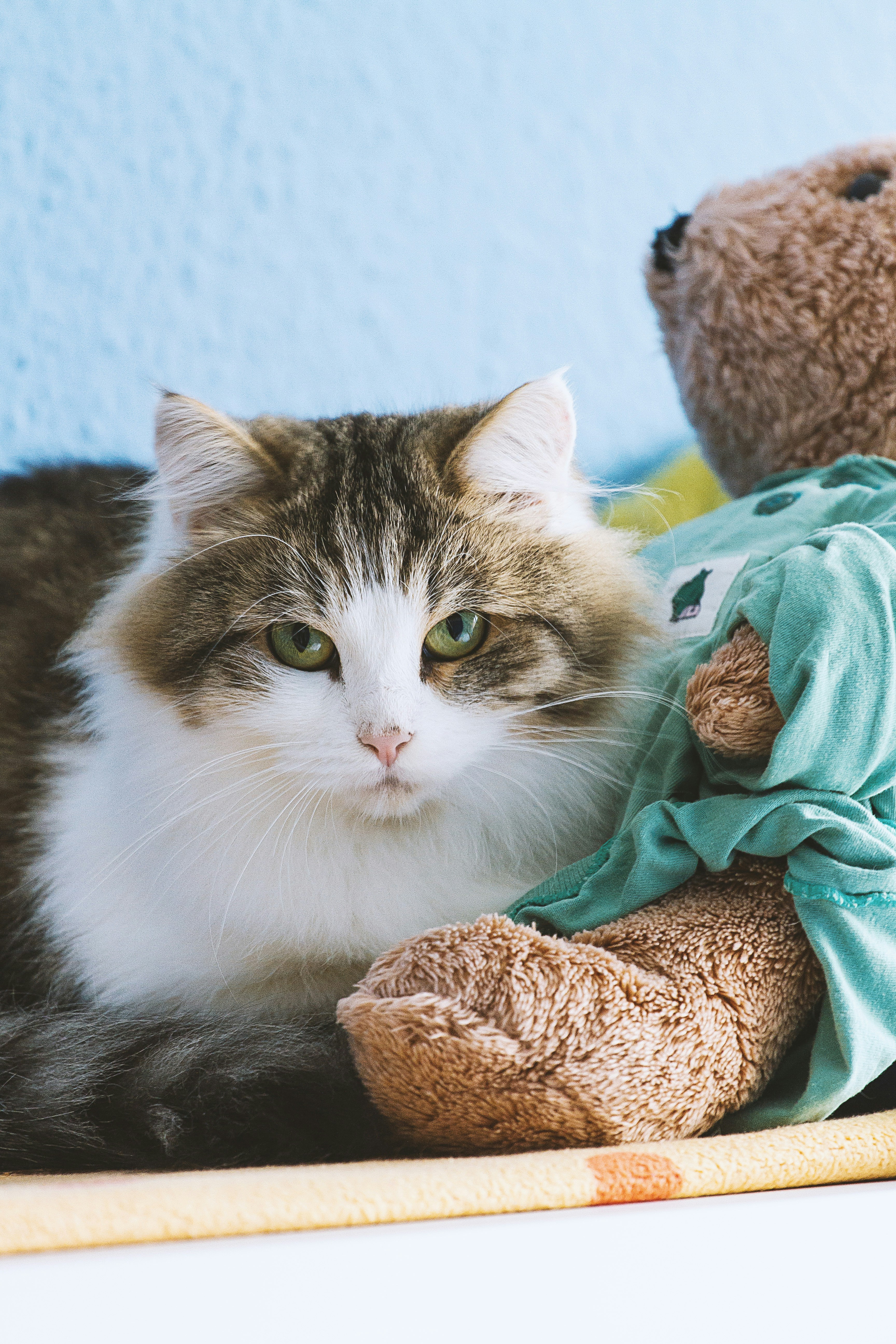 Définition de teddy-bear | Dictionnaire français