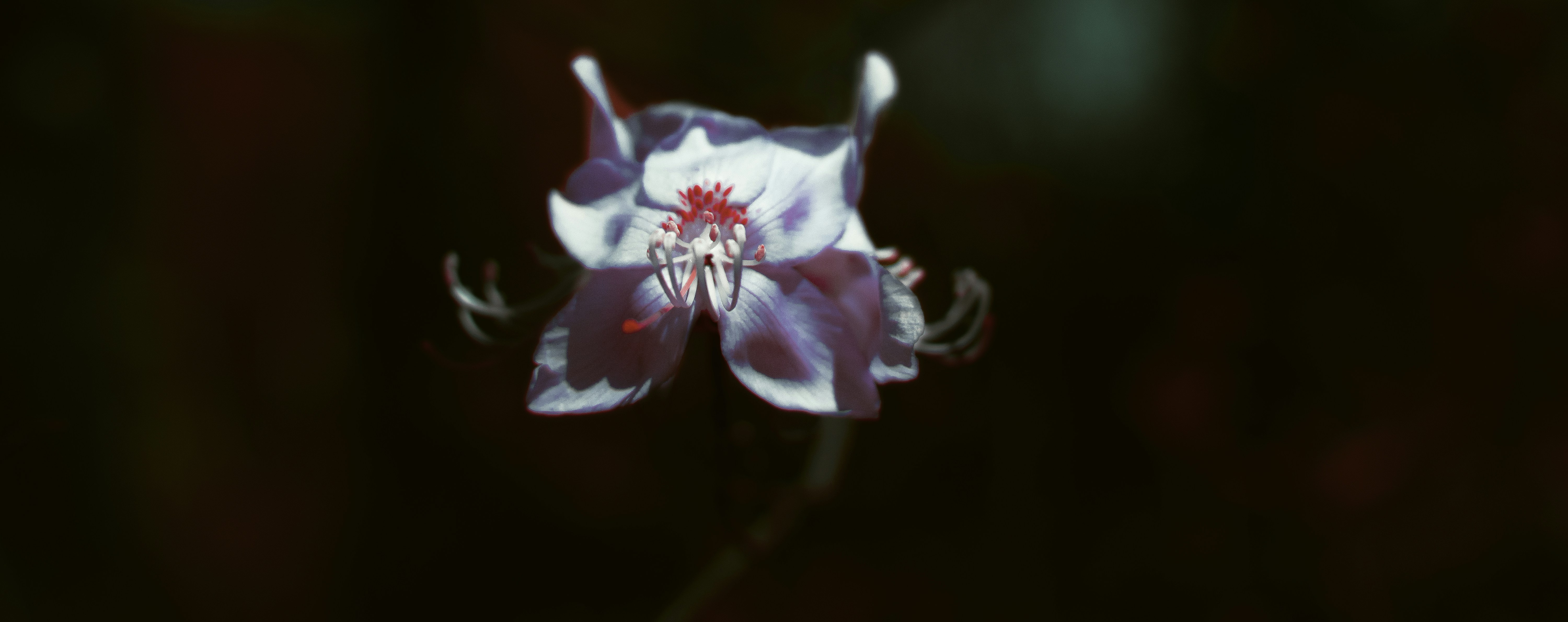 Bloom in the Dark: A Pale Pink Flower Against a Velvet Night