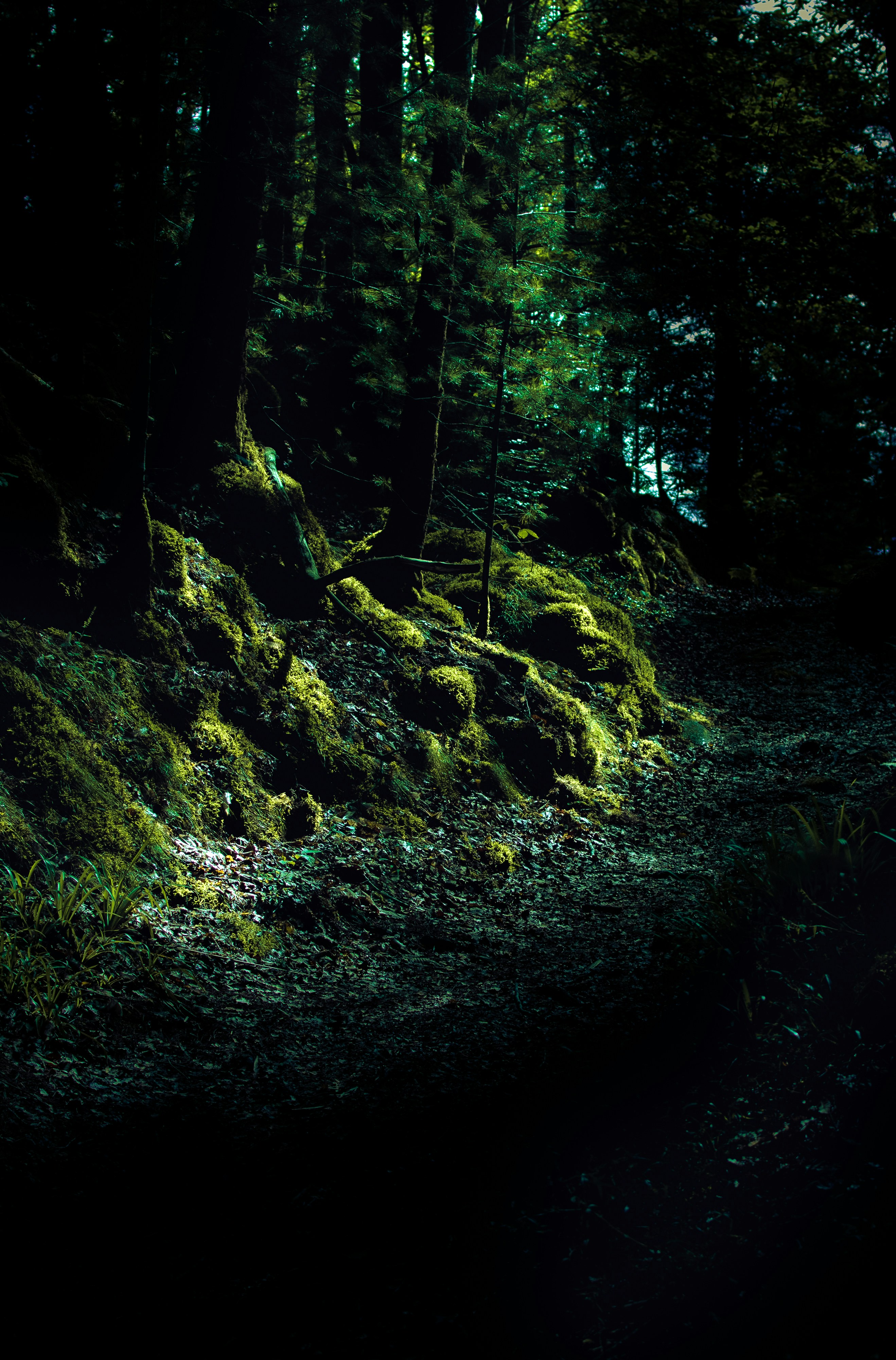 Moss-Crowned Ridge Along a Shadowed Forest Path