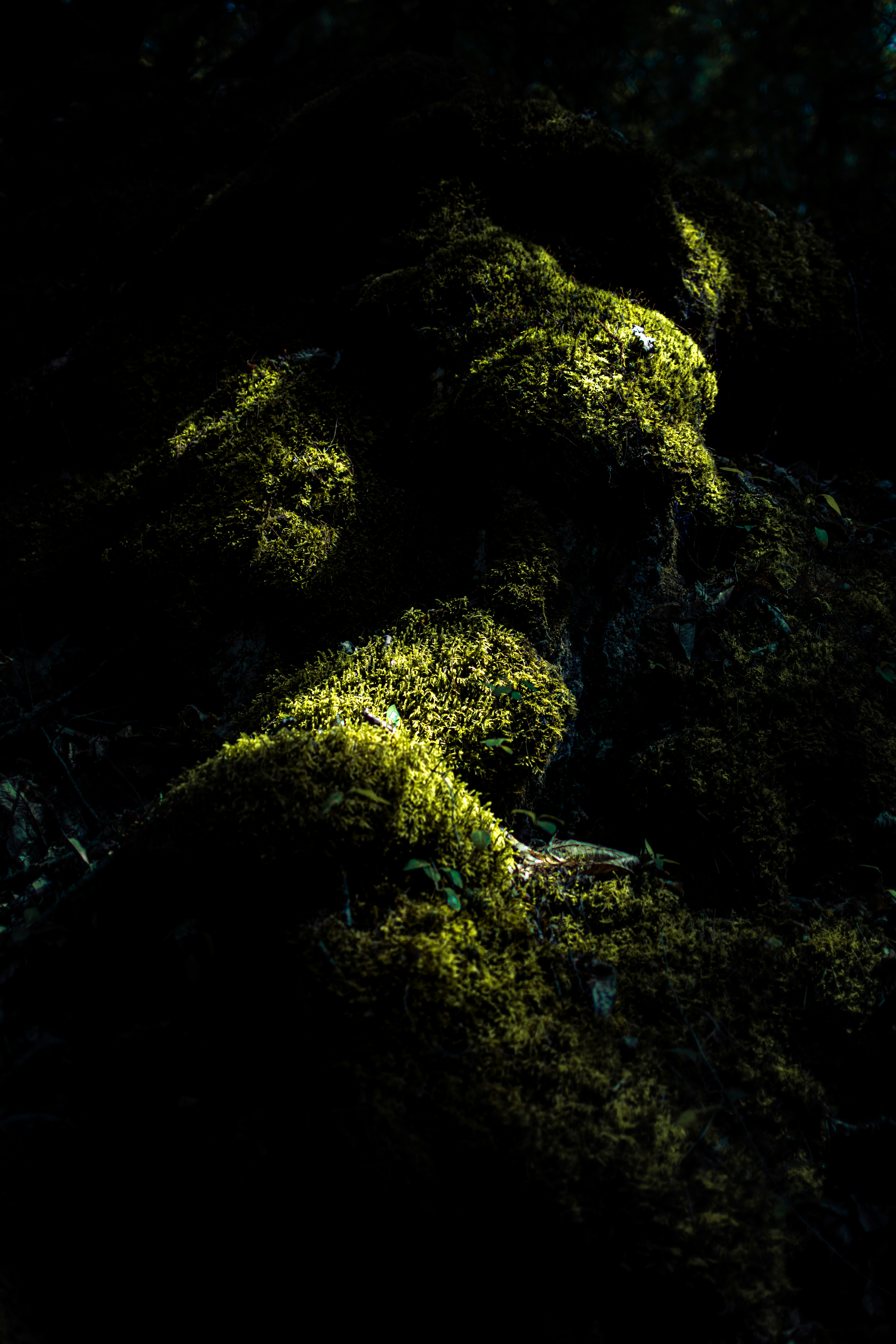 Moonlit Moss: Hidden Forest Canopy in Shadowed Light