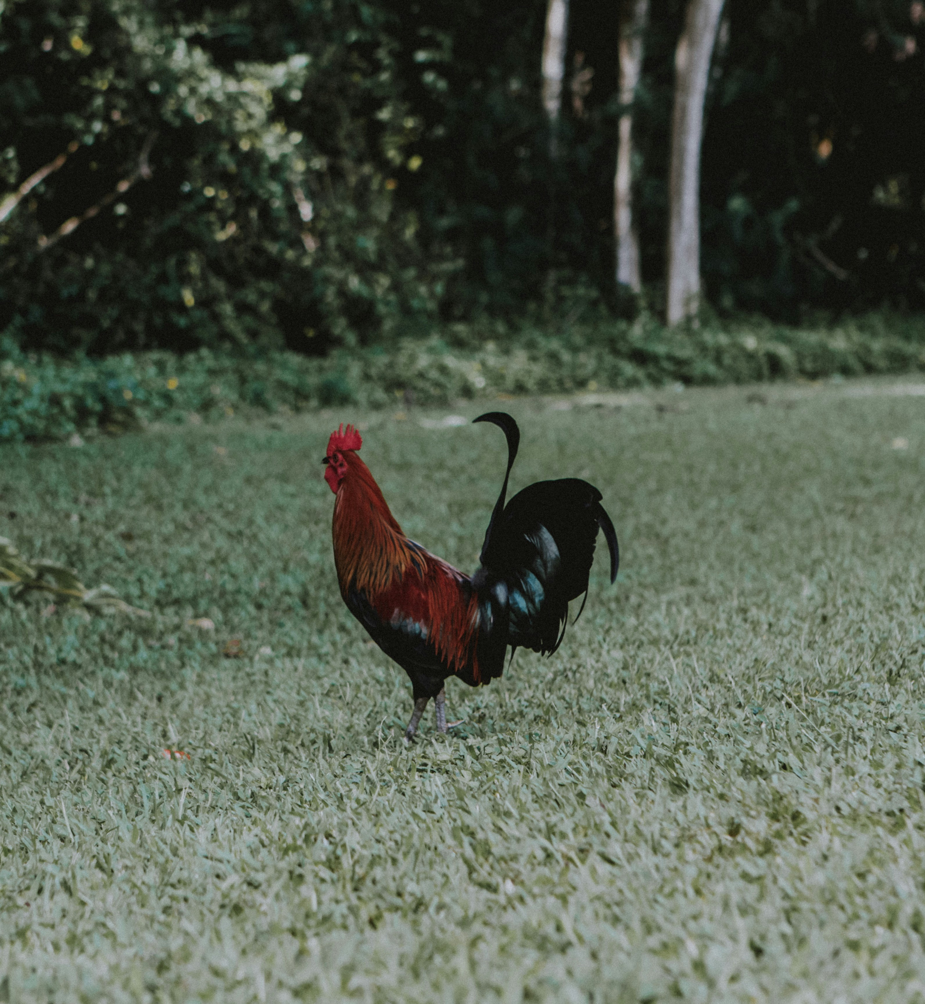 Crimson Crest on the Lawn: A Rooster Portrait against Shadowed Woods