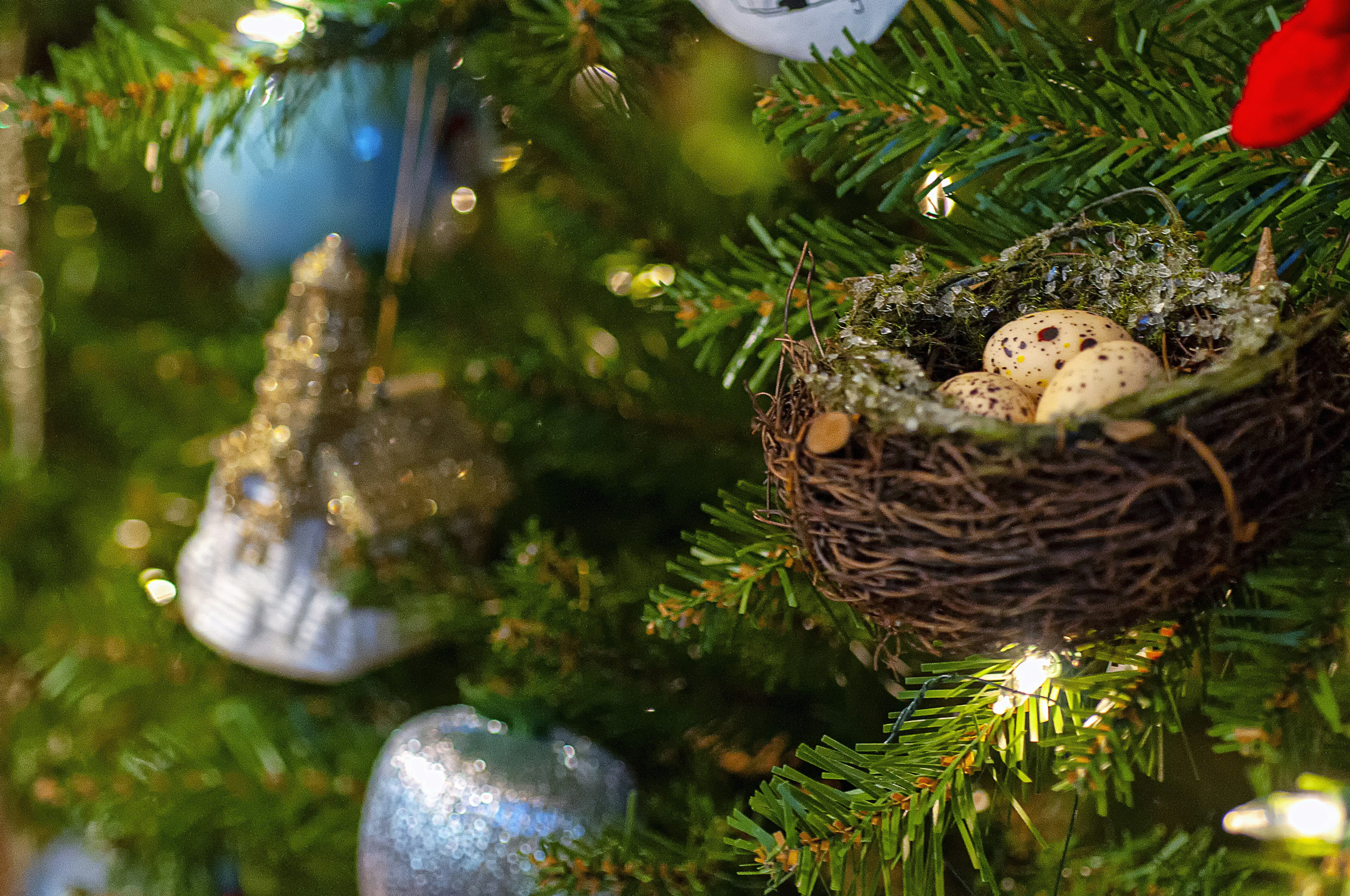 Speckled Secrets: A Tiny Nest Hidden in Christmas Greens