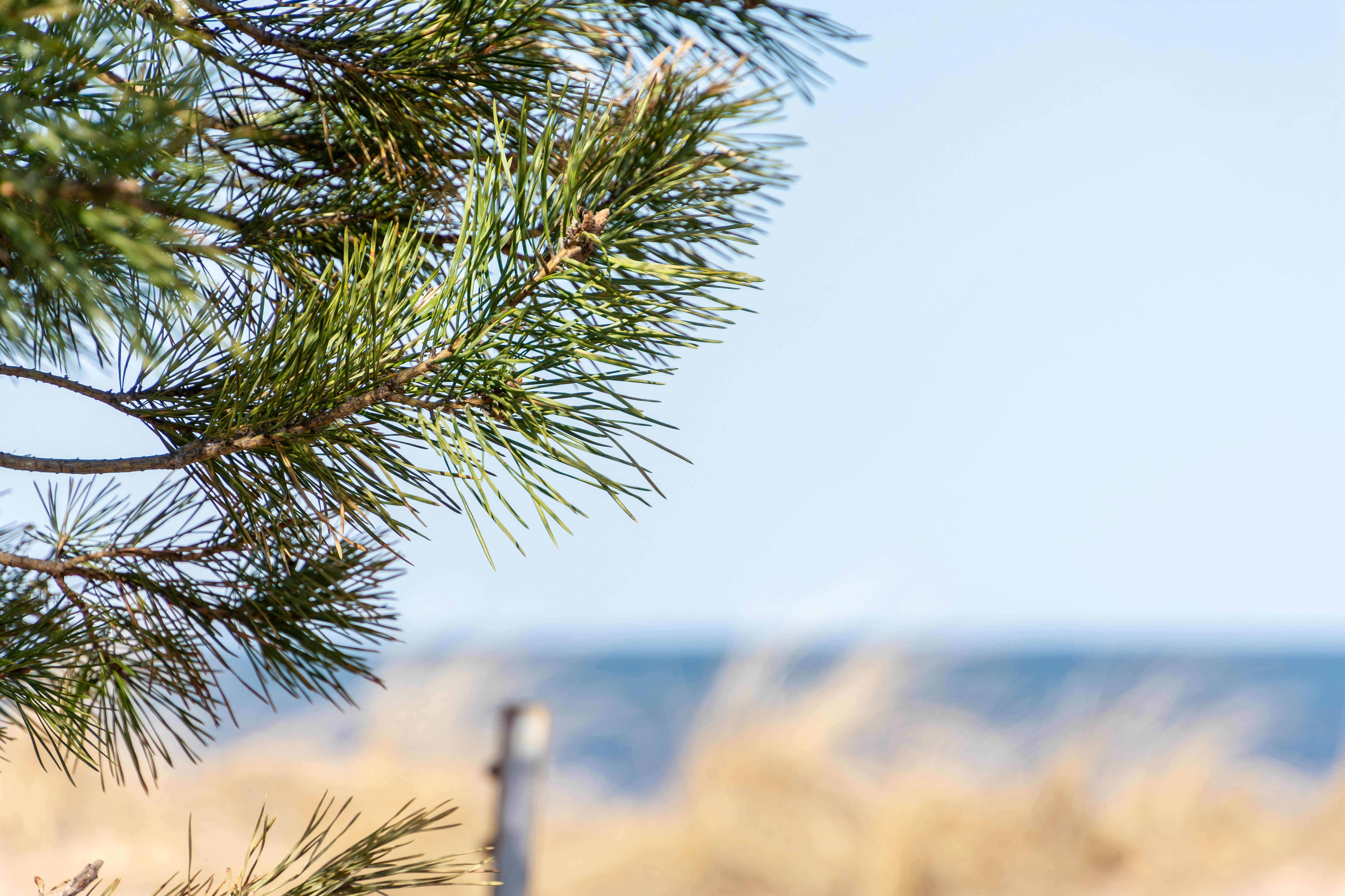 Needle Frame: Pine in Focus, Sea in Soft Blue Blur