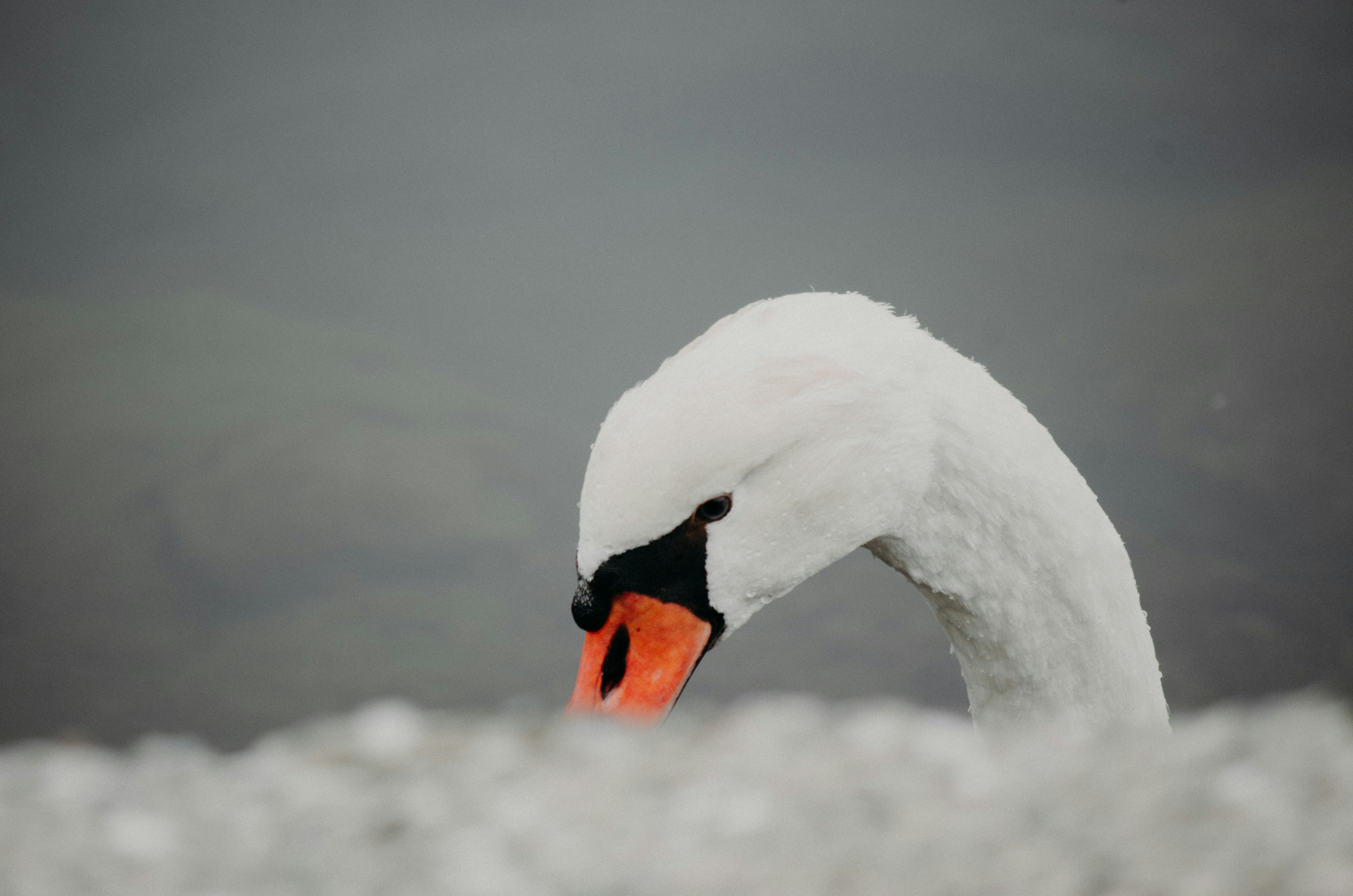 Curved Neck Swan at the Waterline