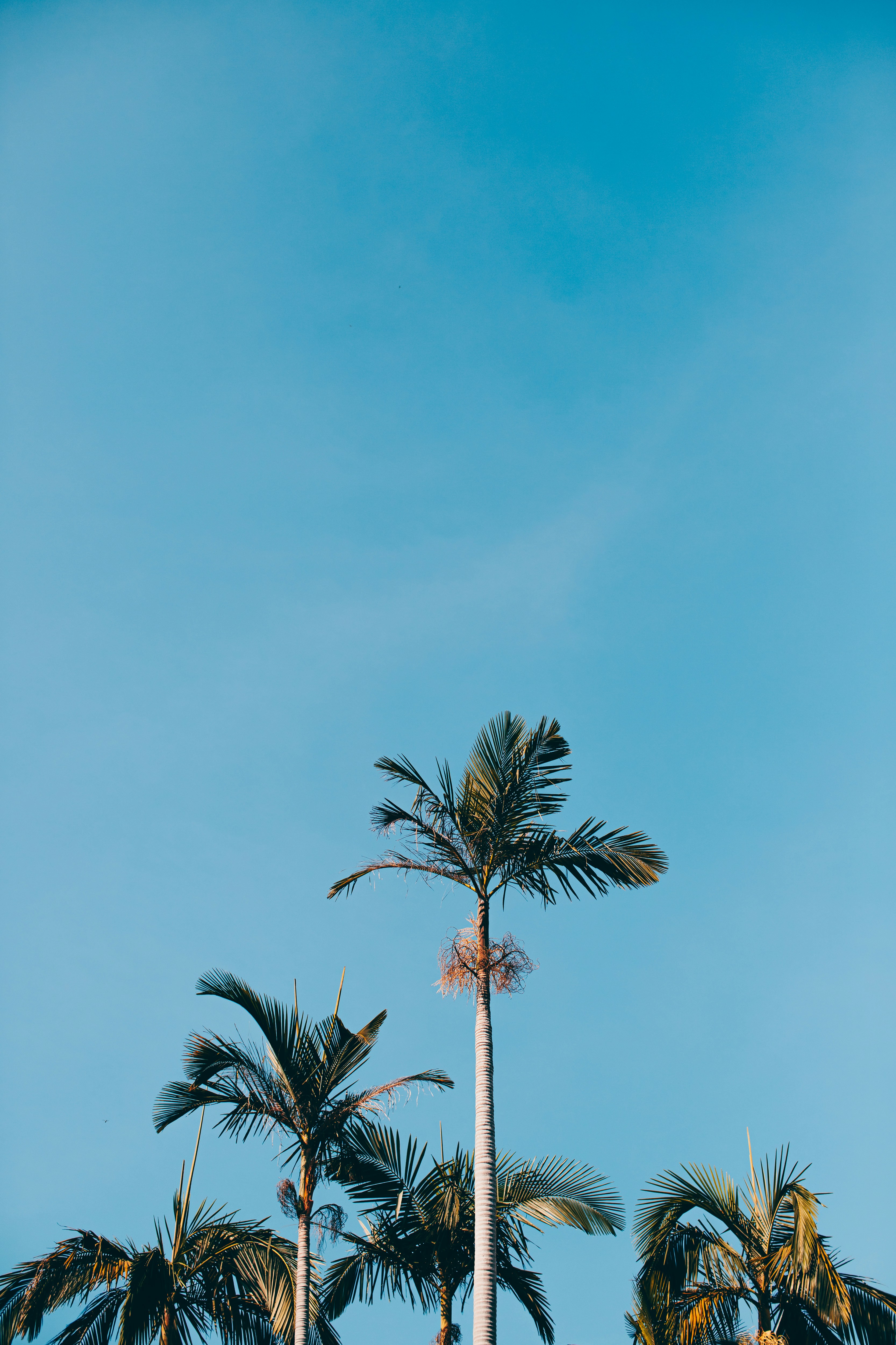 Plam Tree Pictures | Download Free Images on Unsplash