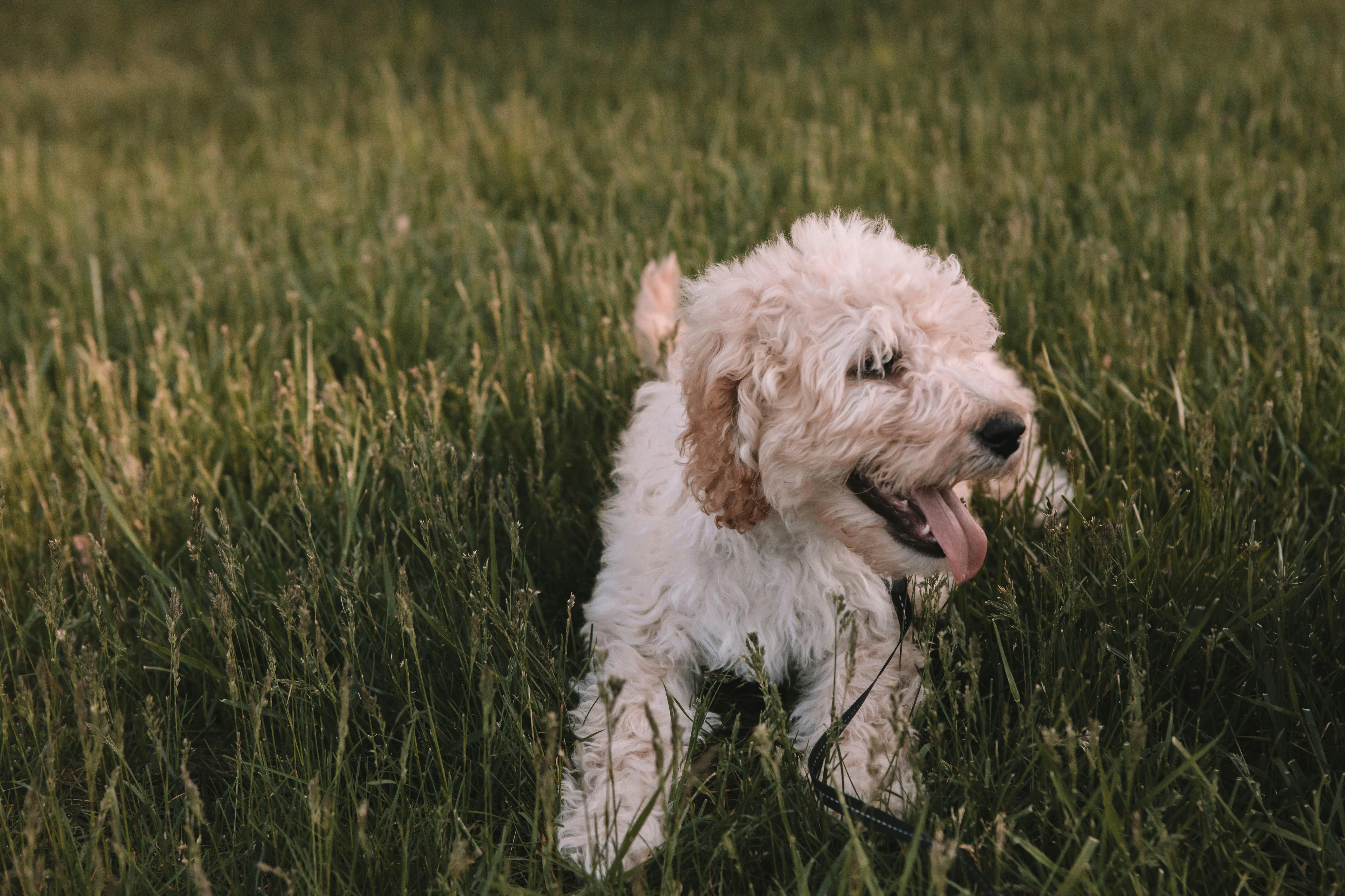 Pets | 11 best free pet, animal, mammal and grey photos on Unsplash