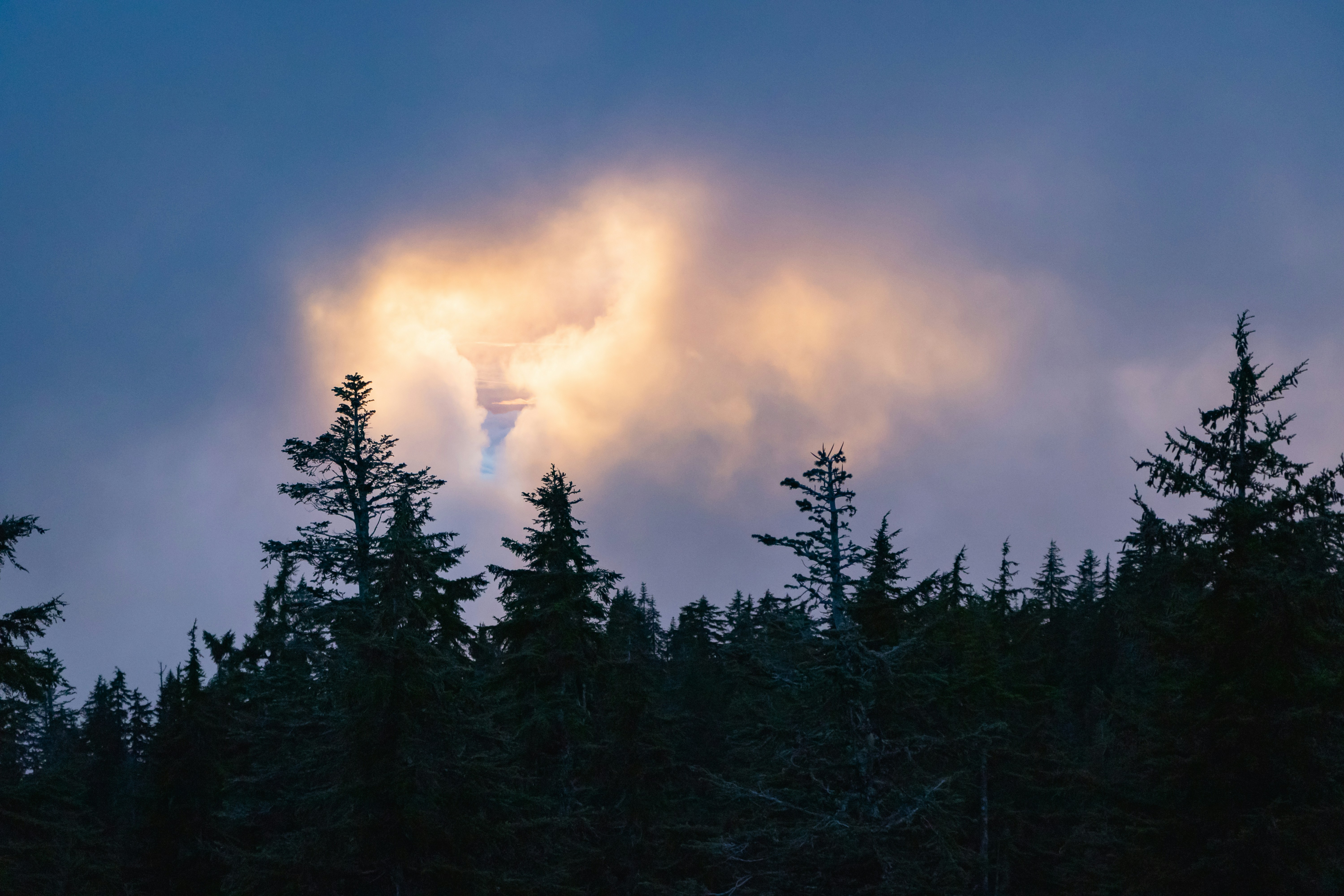 Halo Above the Pines: a pocket of sunlight in blue dusk.