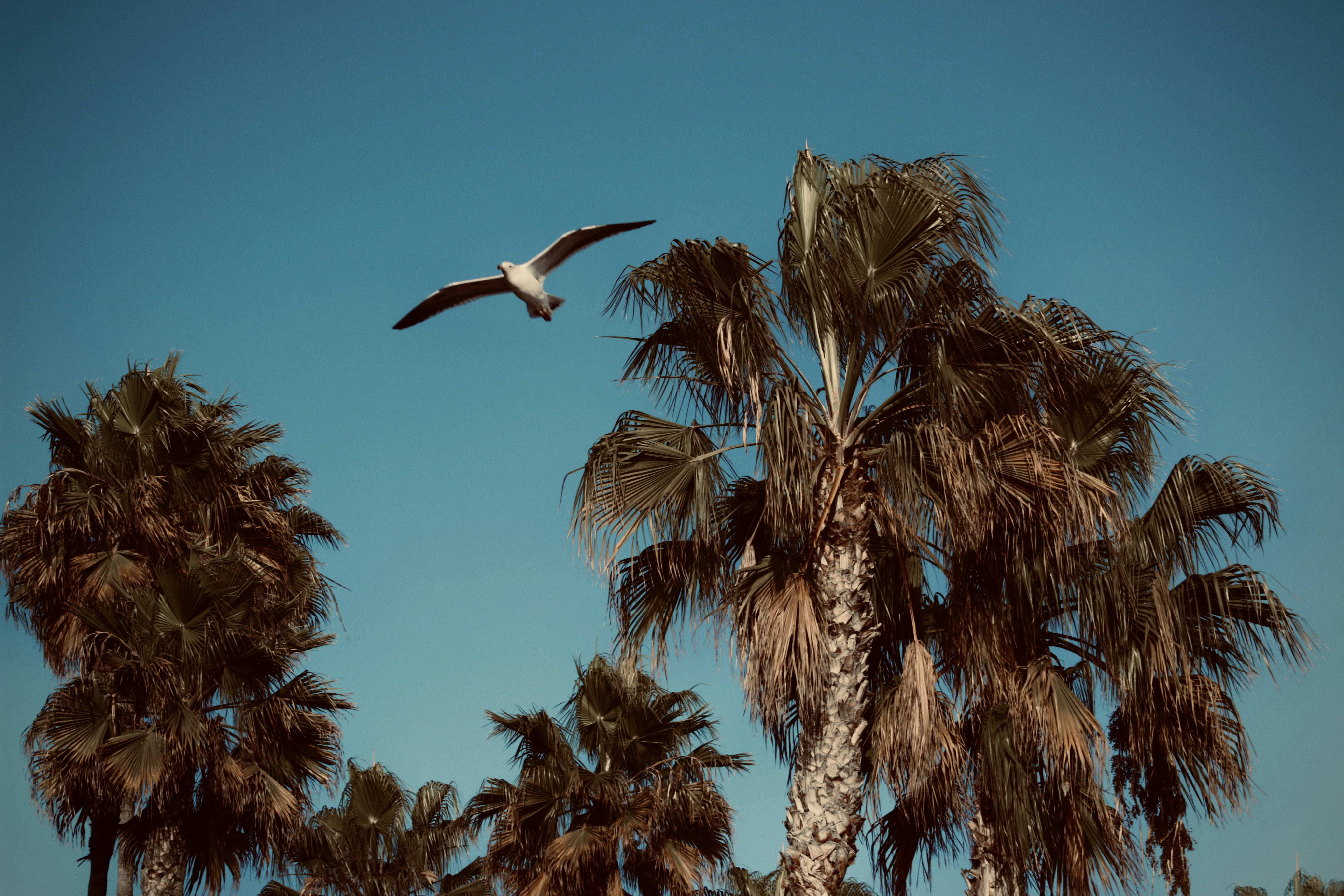 Palm Canopy under a Free-Flowing Sky with a Seagull in Flight