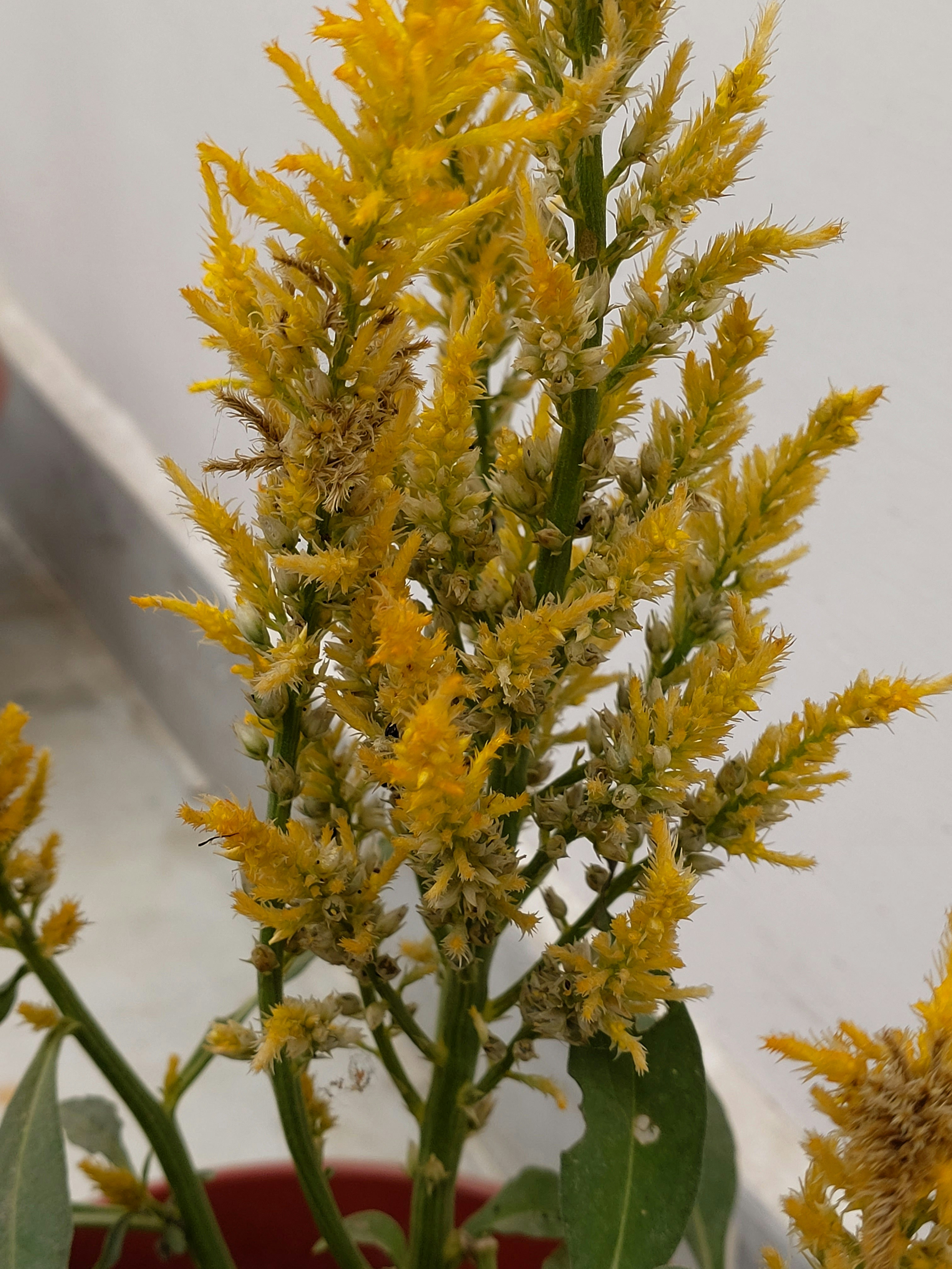 Close-up of vibrant yellow flowers showcasing intricate textures and details of the petals and leaves.