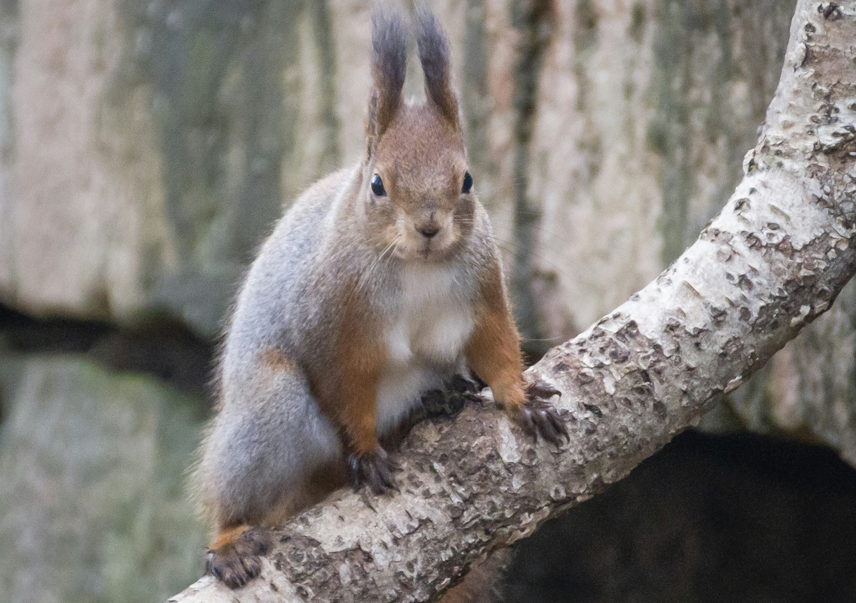 Squirrel