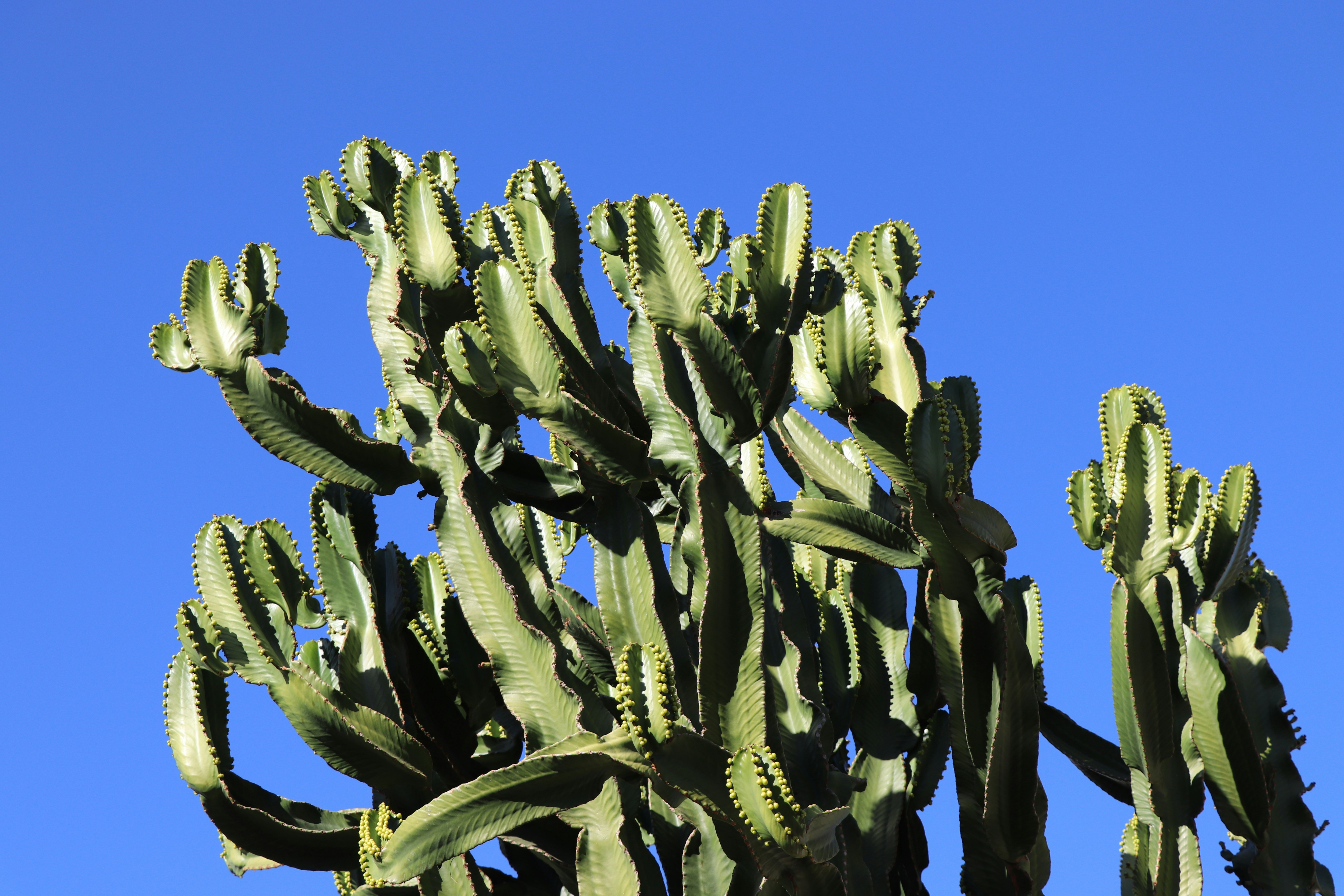 Tall green cactus set against a vivid blue sky.