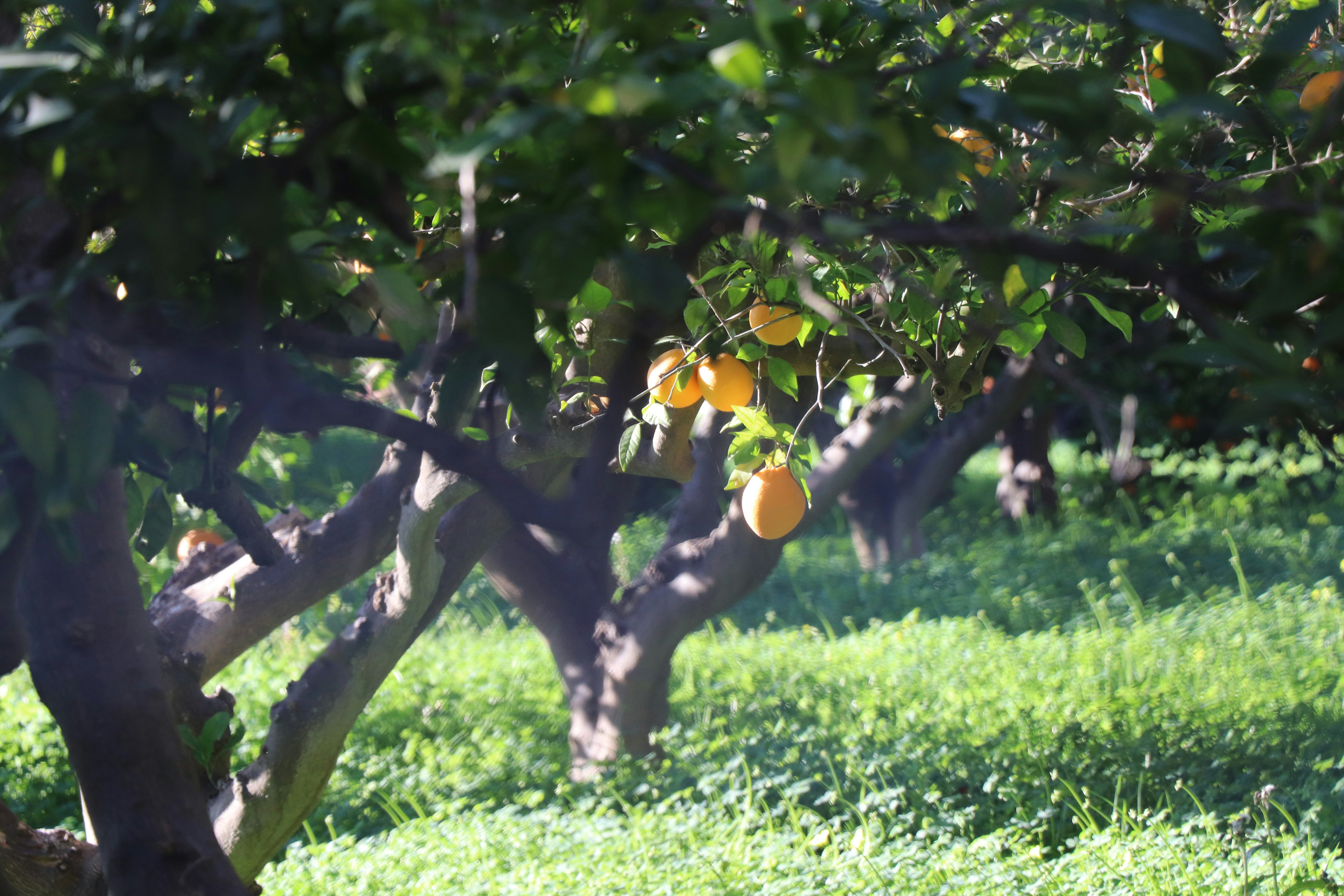 A garden with ripe oranges | yellow fruit