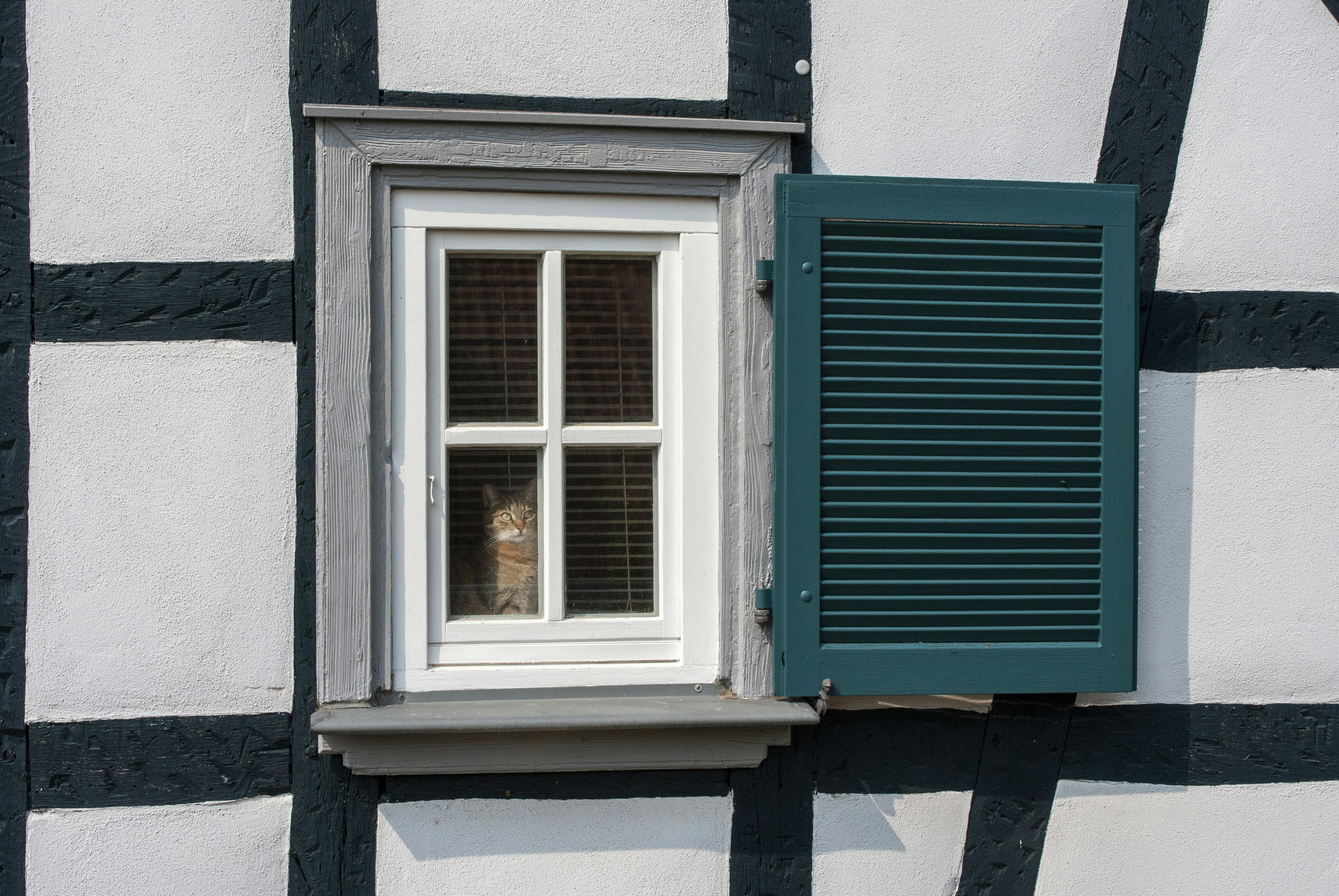 My neighbor's cat watching birds from behind a window.
